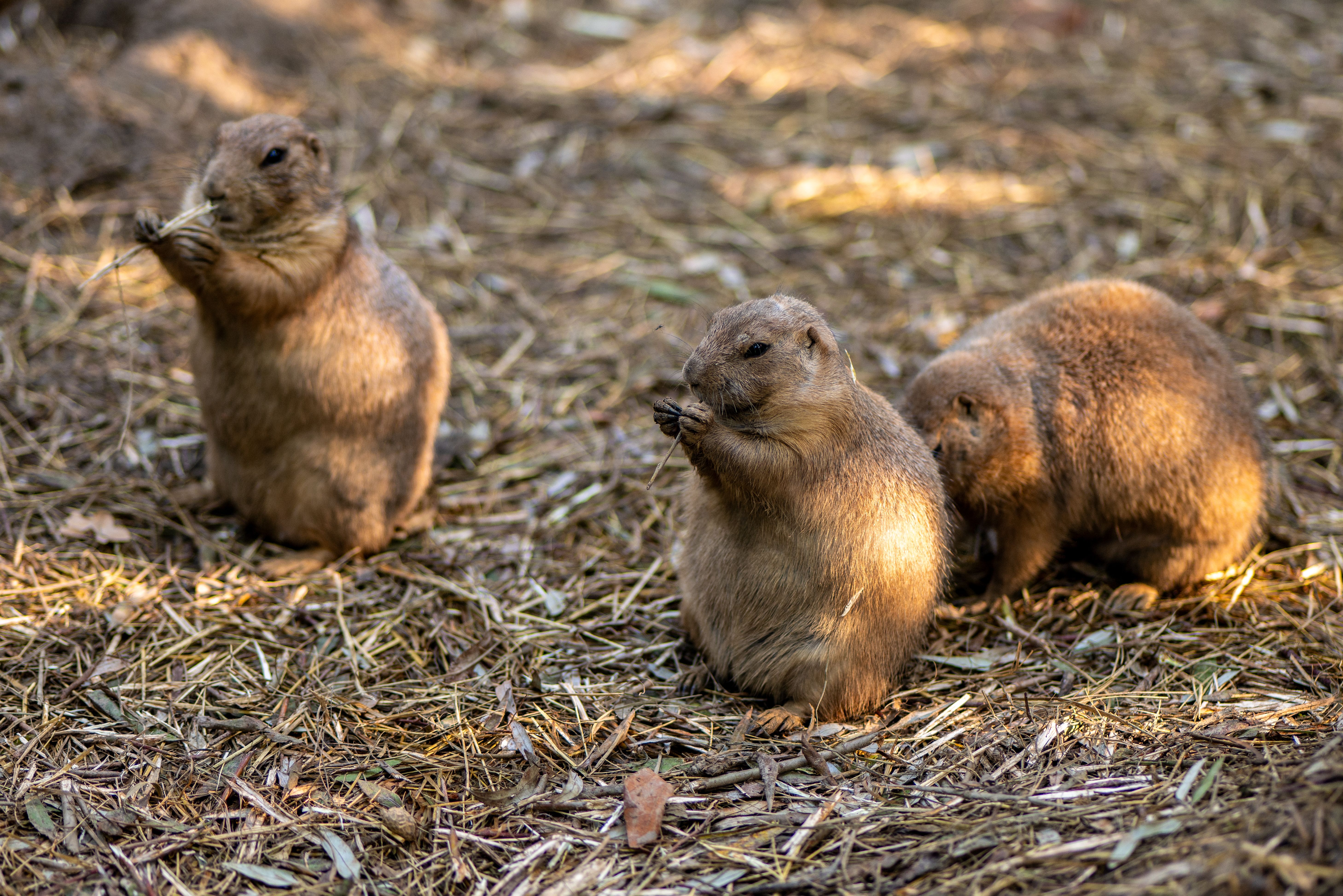 Rodent Habitat Photos, Download The BEST Free Rodent Habitat Stock ...