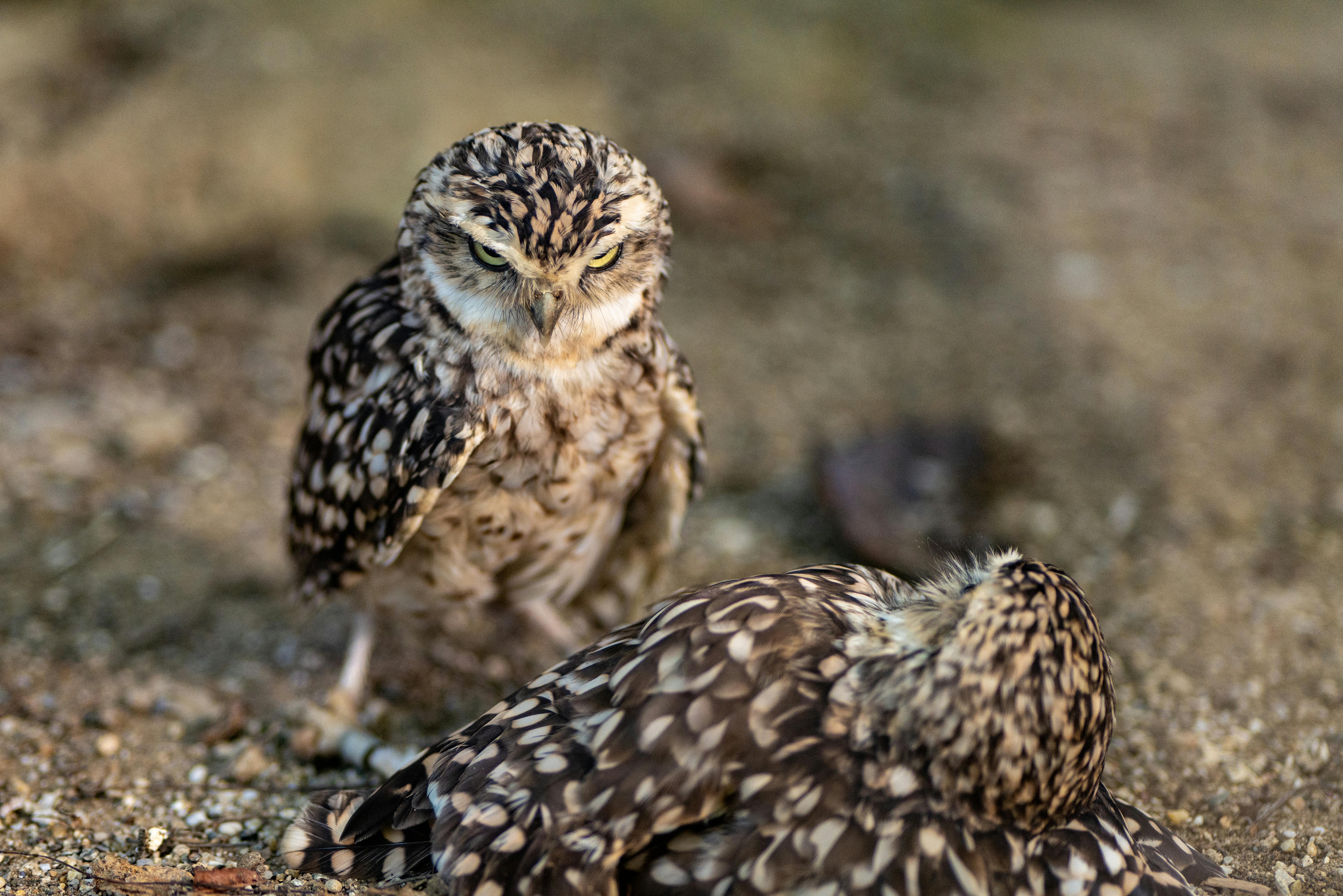Images Of Owls Photos, Download The BEST Free Images Of Owls Stock Photos & HD Images