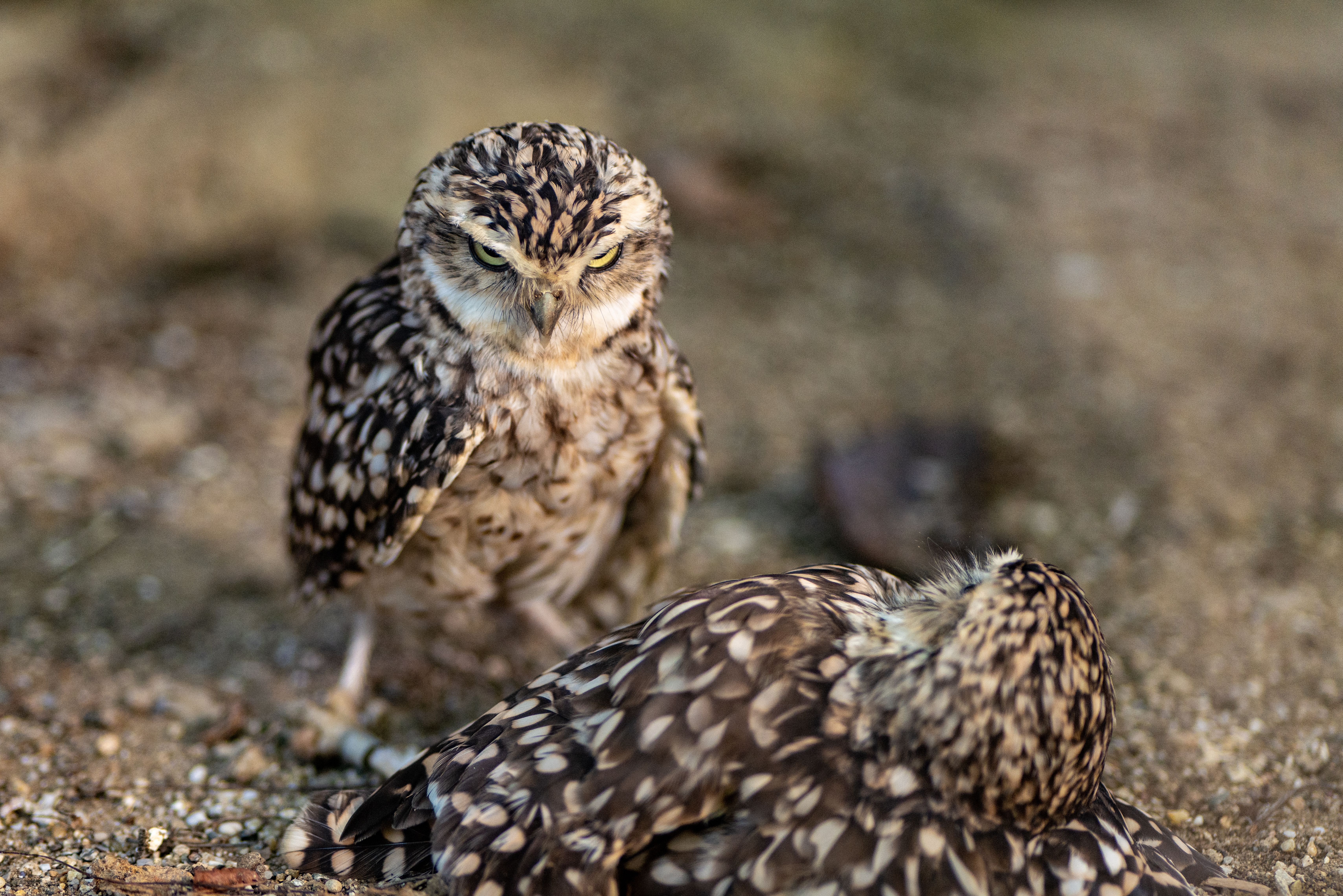 Close-up of Burrowing Owls in Natural Habitat · Free Stock Photo