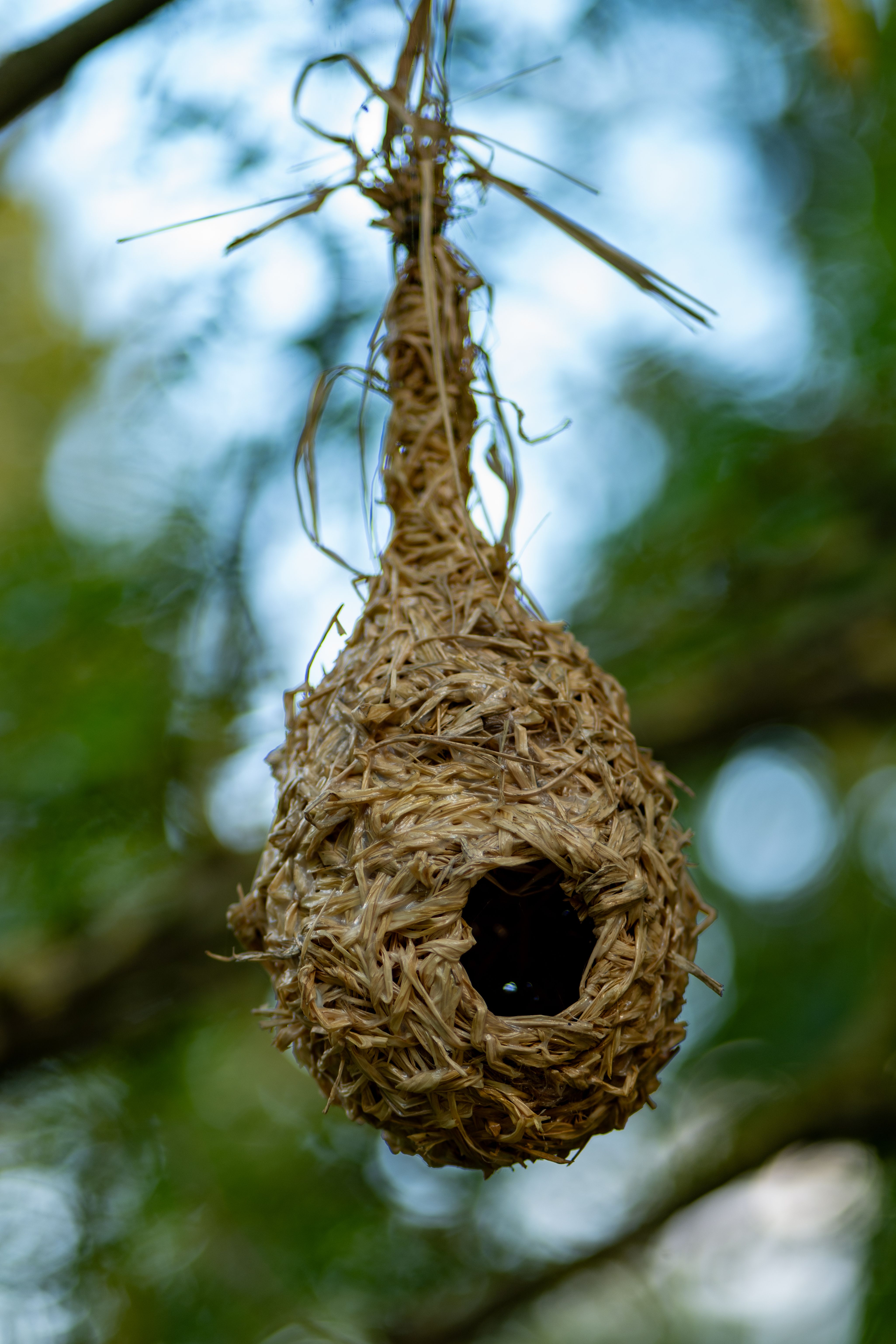 Close-Up of a Bird's Nest in Spring · Free Stock Photo