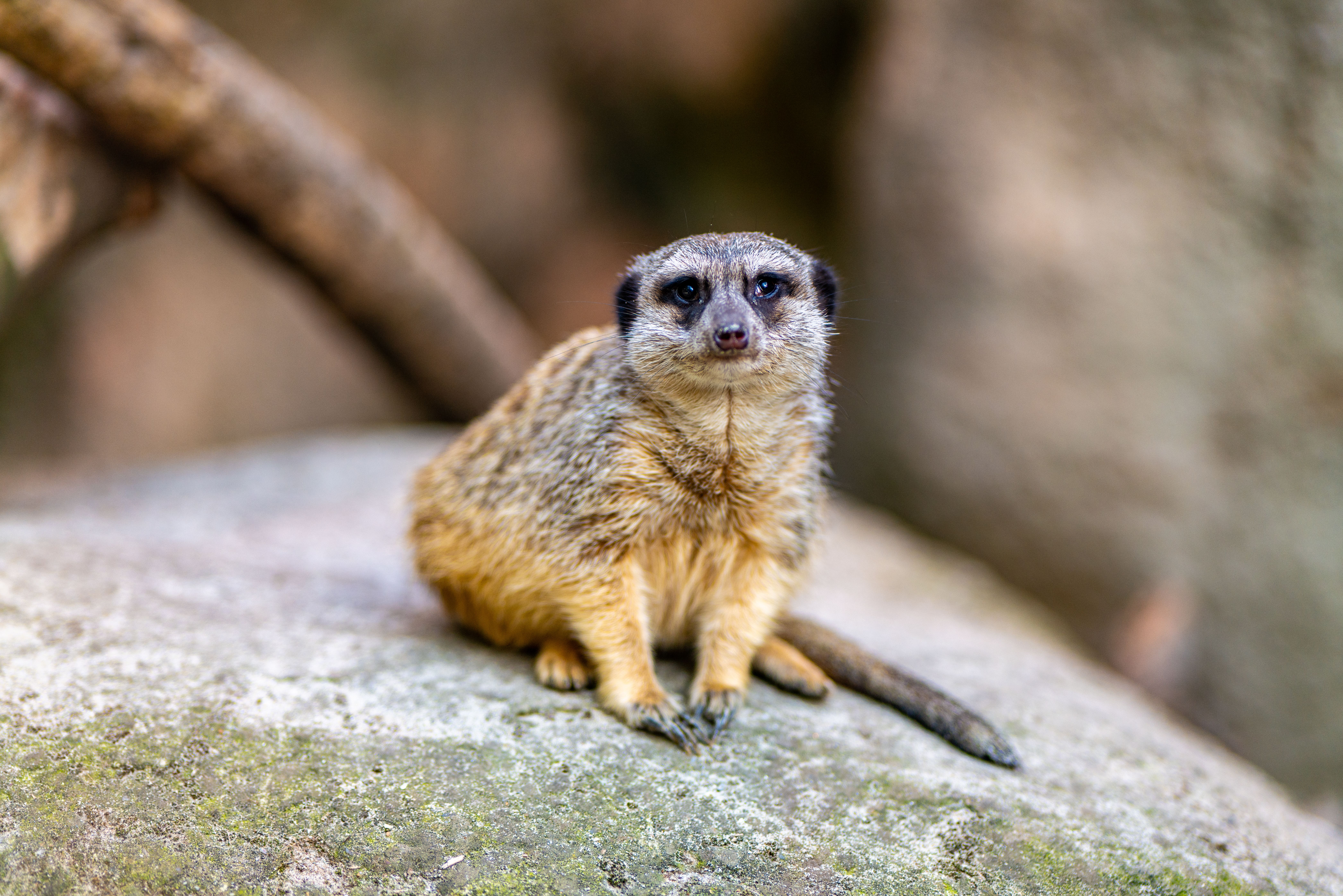 Curious Meerkat Resting on a Rock in Zagreb · Free Stock Photo