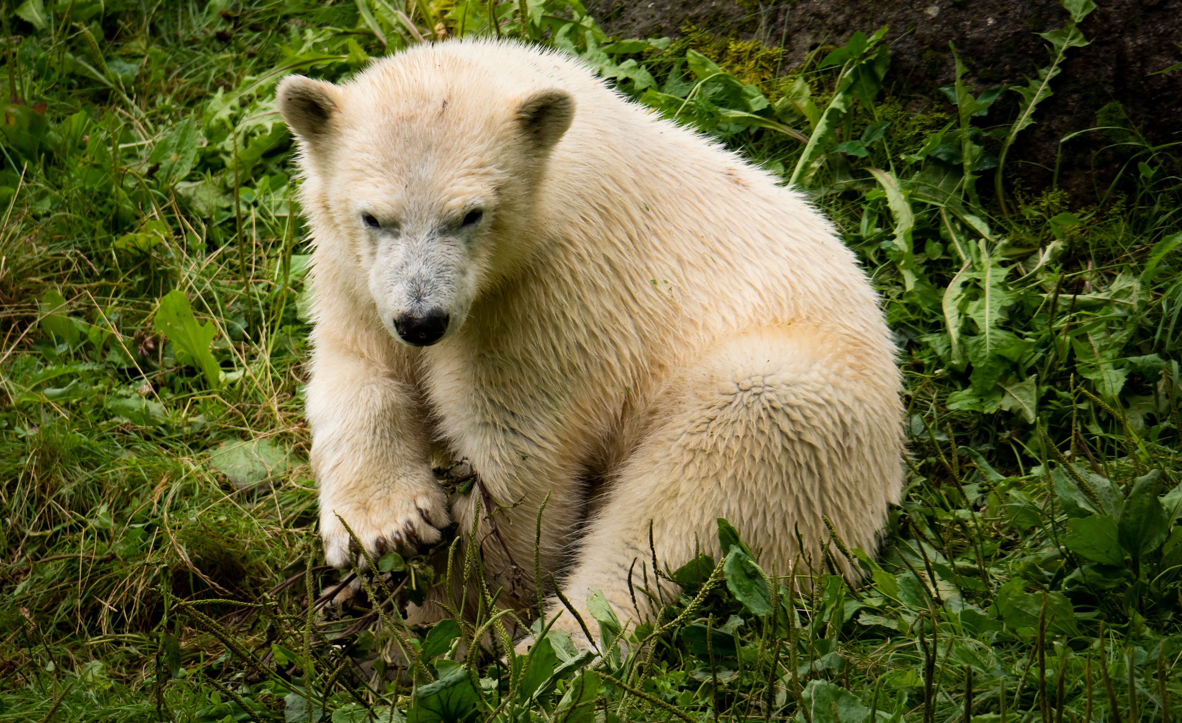 Willy Bear Photos, Download The BEST Free Willy Bear Stock Photos & HD ...