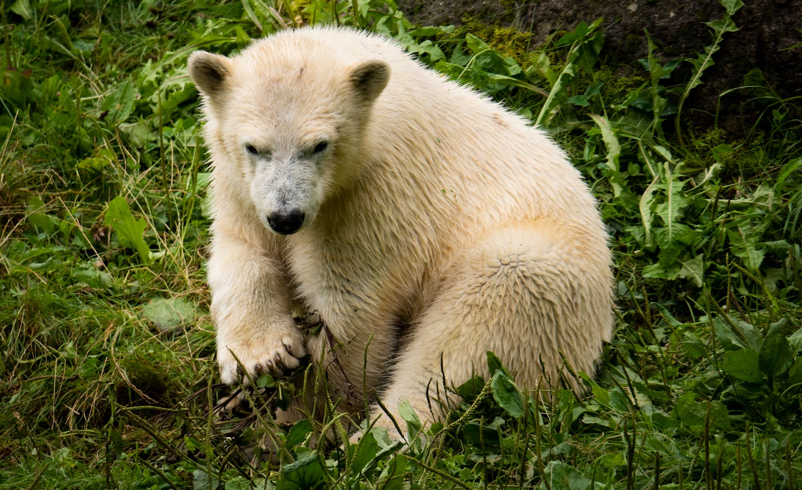 Bear Images Photos, Download The BEST Free Bear Images Stock Photos ...