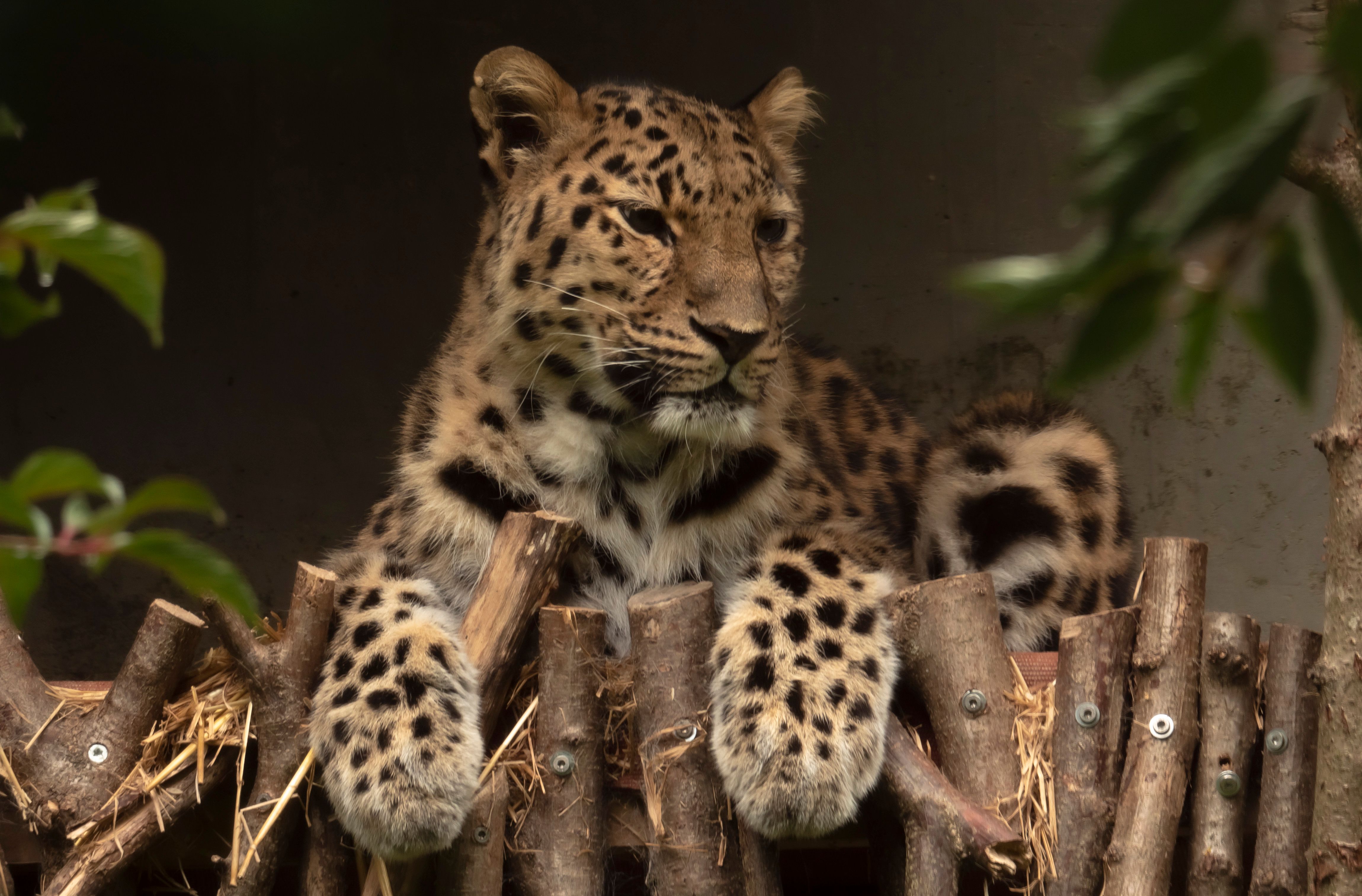 Endangered Animal Photos, Download The BEST Free Endangered Animal ...