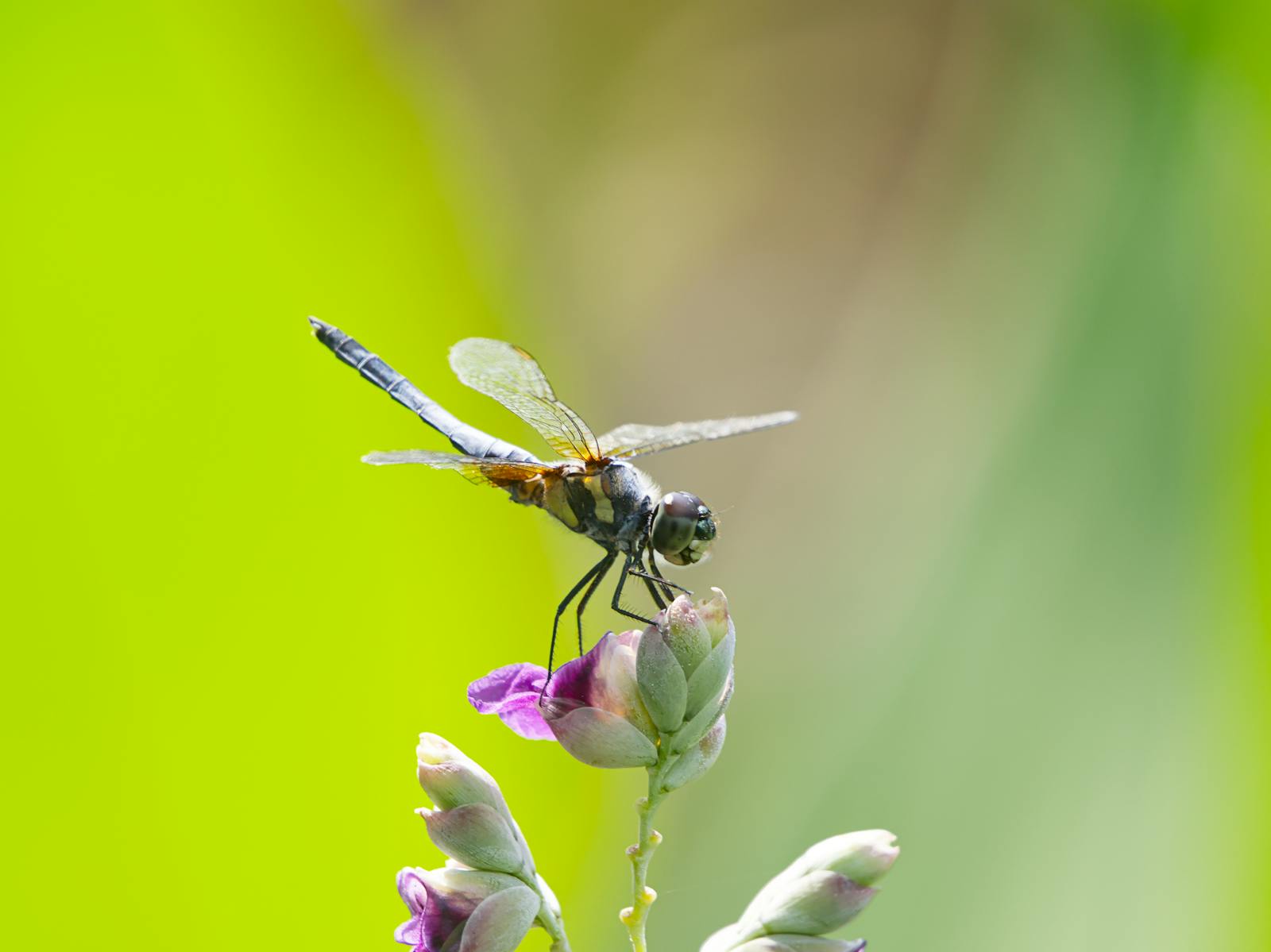 Grow+A+Garden+Wallpaper Photos, Download The BEST Free Grow+A+Garden ...