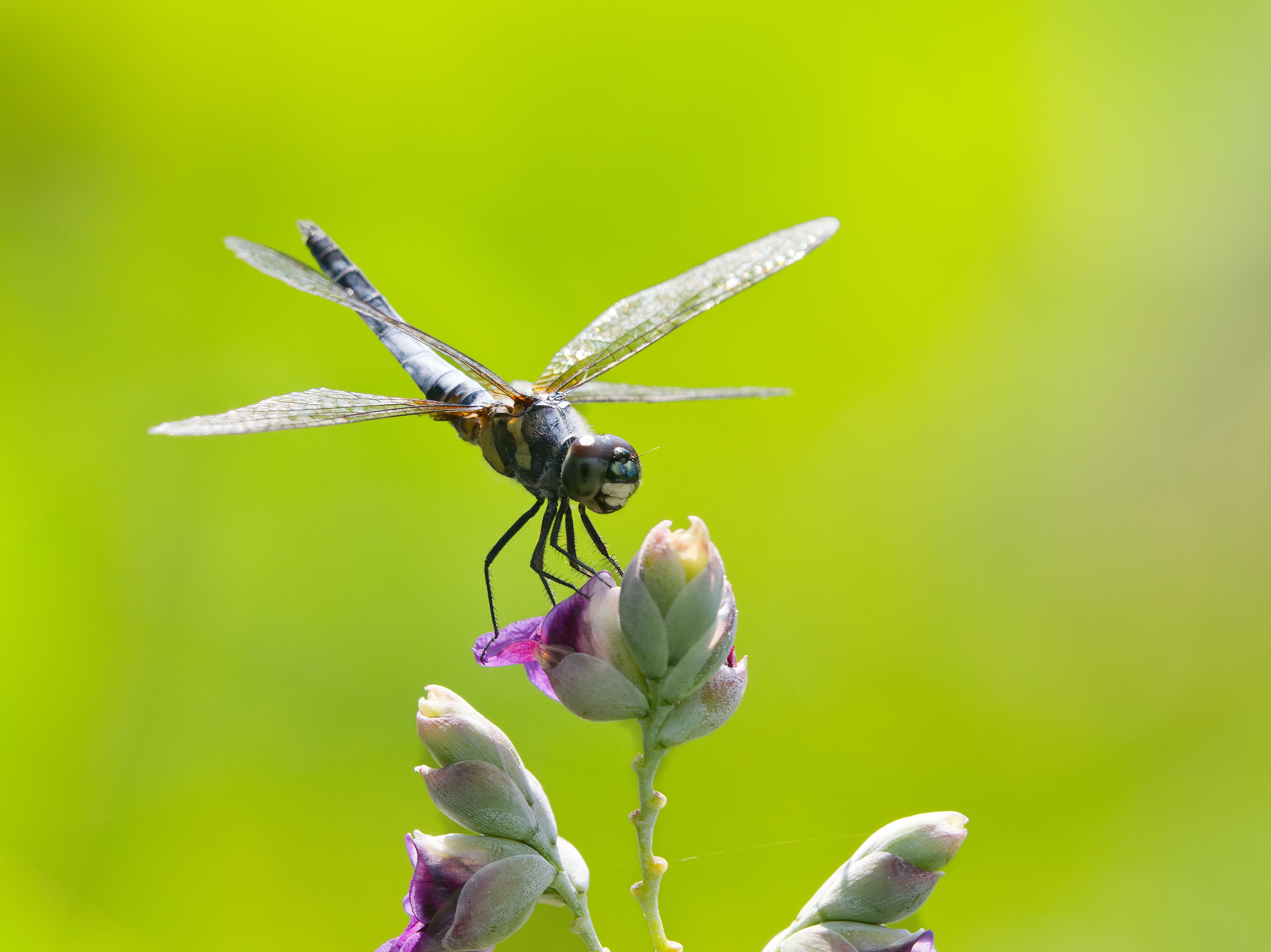 Simple Flower Photos, Download The BEST Free Simple Flower Stock Photos ...