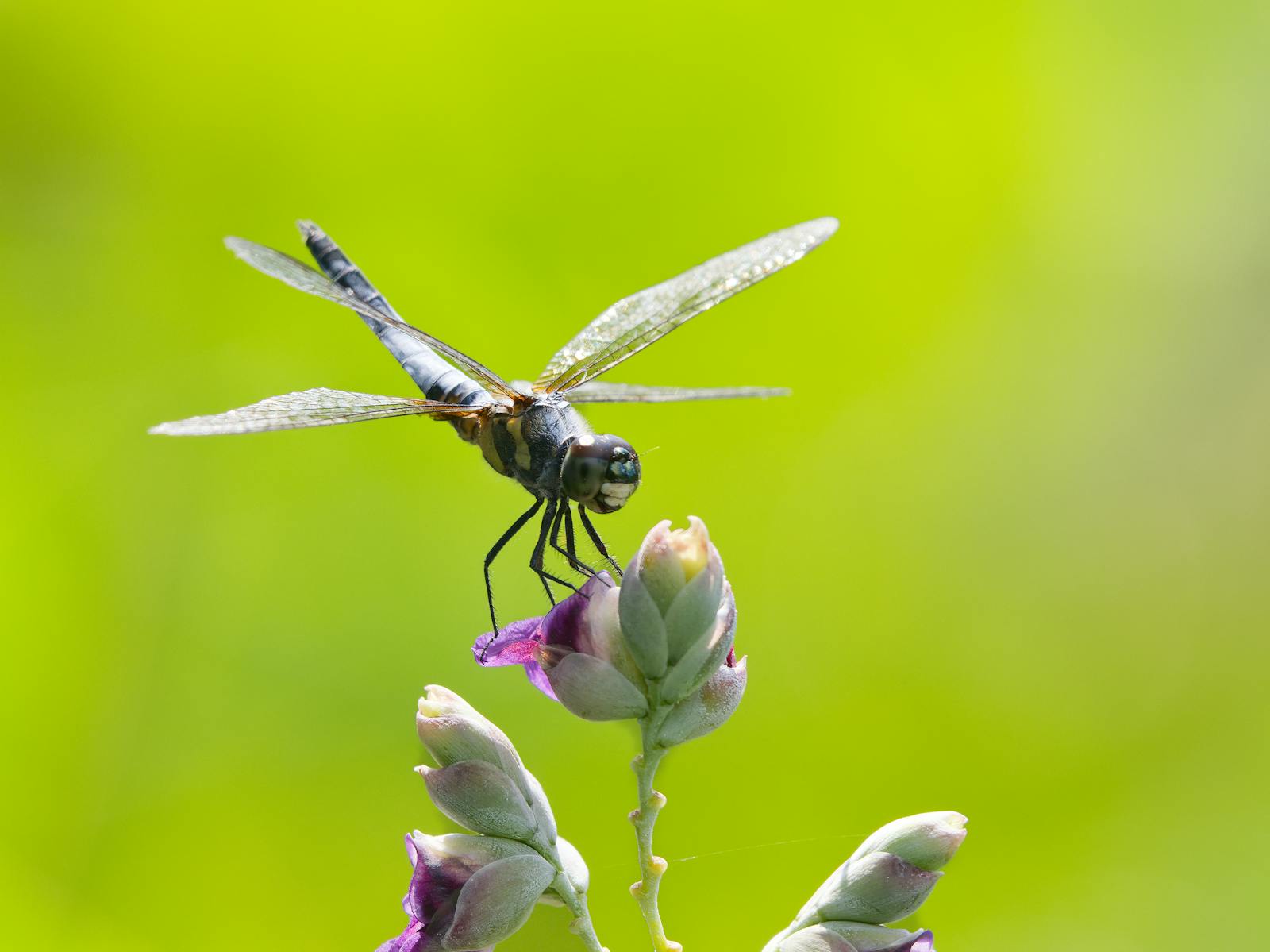 Grow+A+Garden+Wallpaper Photos, Download The BEST Free Grow+A+Garden ...