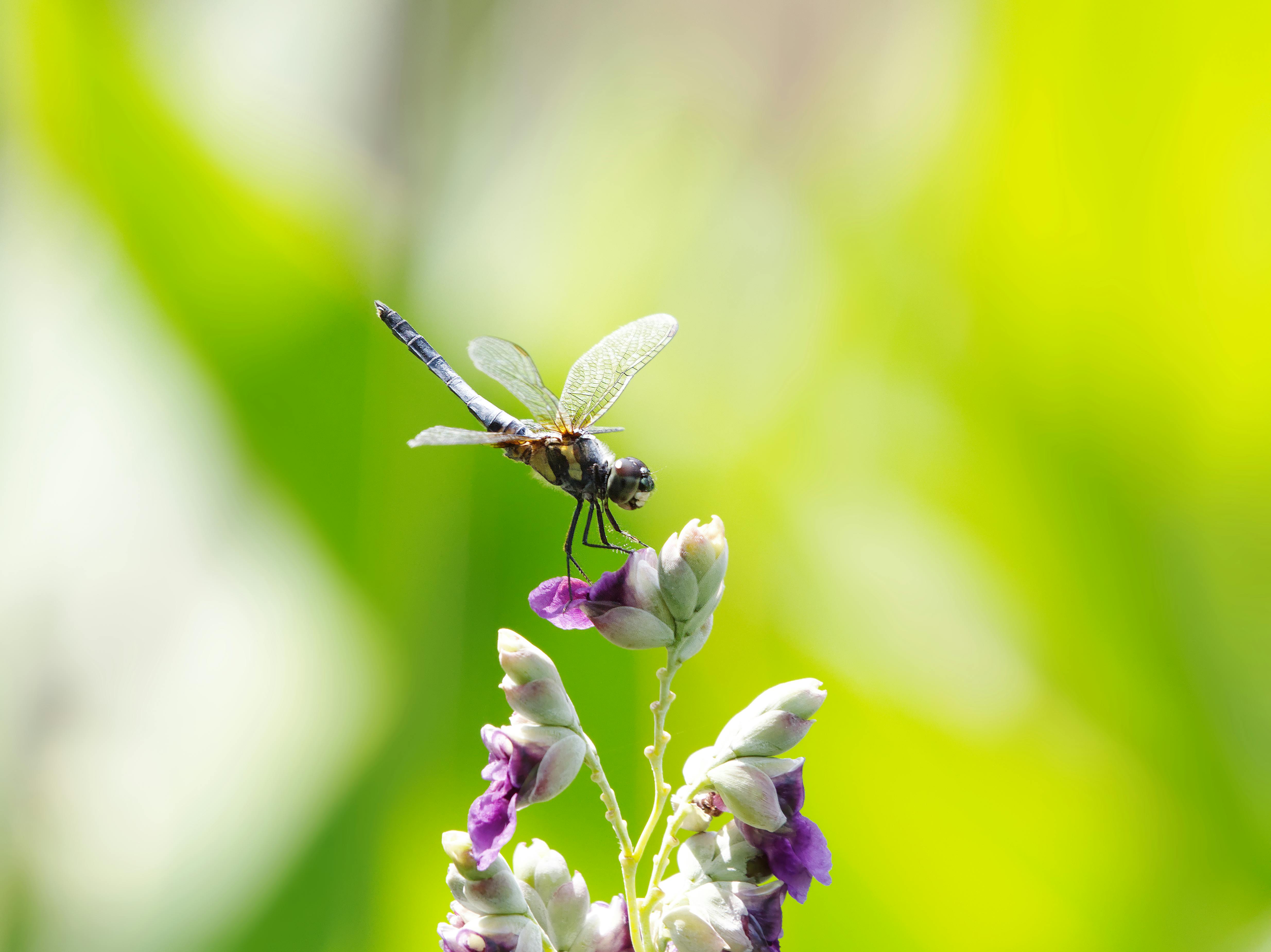 Background Sadi Photos, Download The BEST Free Background Sadi Stock ...