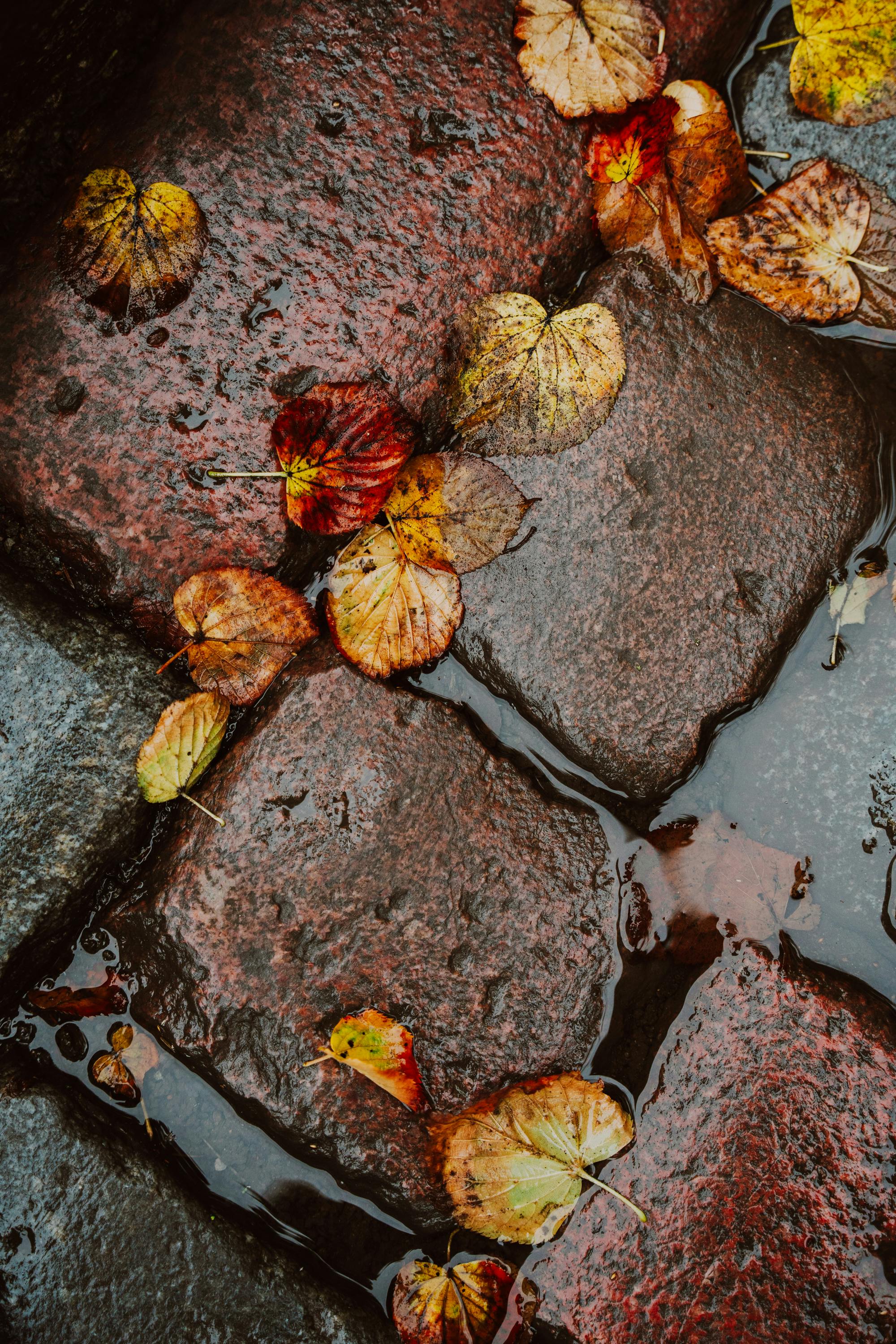 Lotm+Wallpaper Photos, Download The BEST Free Lotm+Wallpaper Stock ...