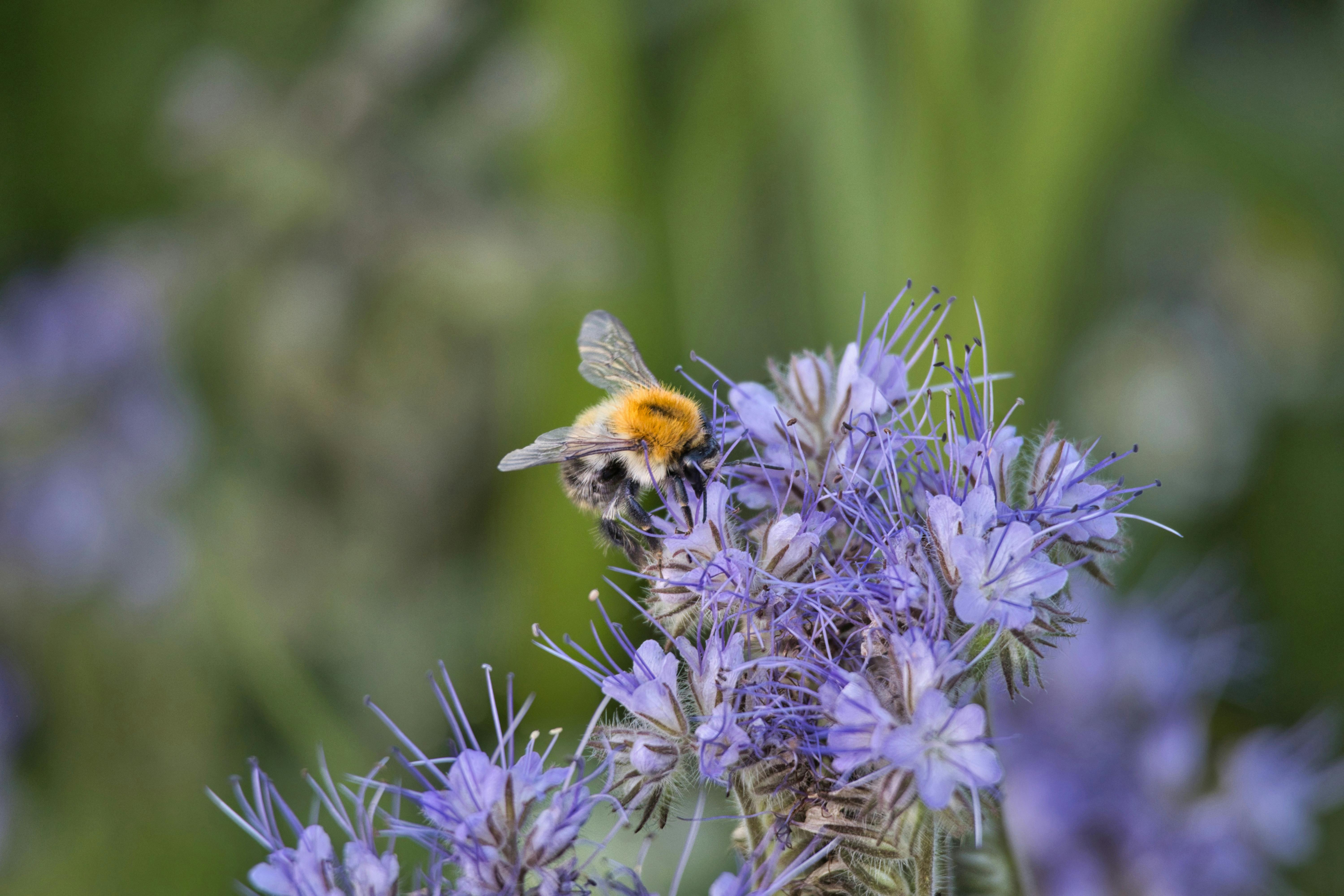 Bumblebee Photos, Download The BEST Free Bumblebee Stock Photos & HD Images