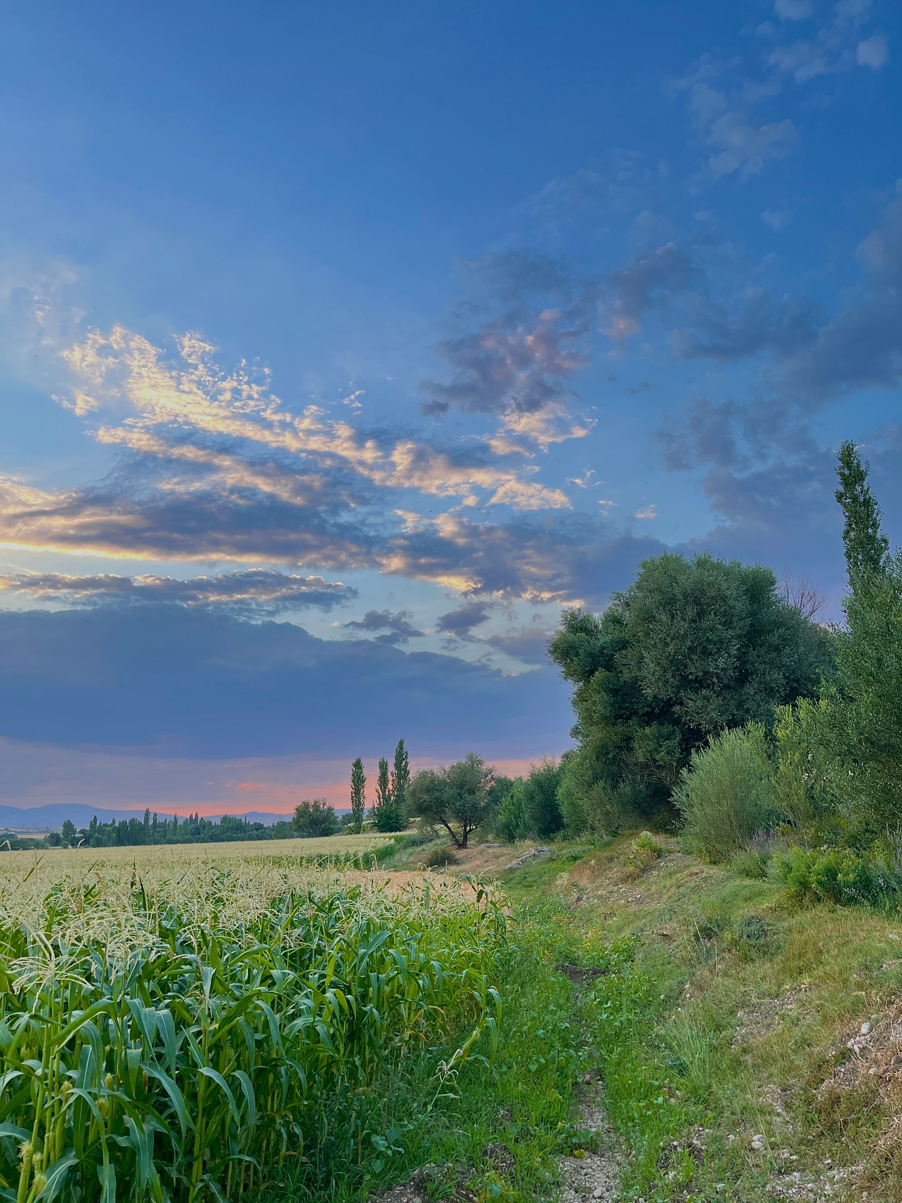 Scenic Countryside Sunset over Cornfield · Free Stock Photo