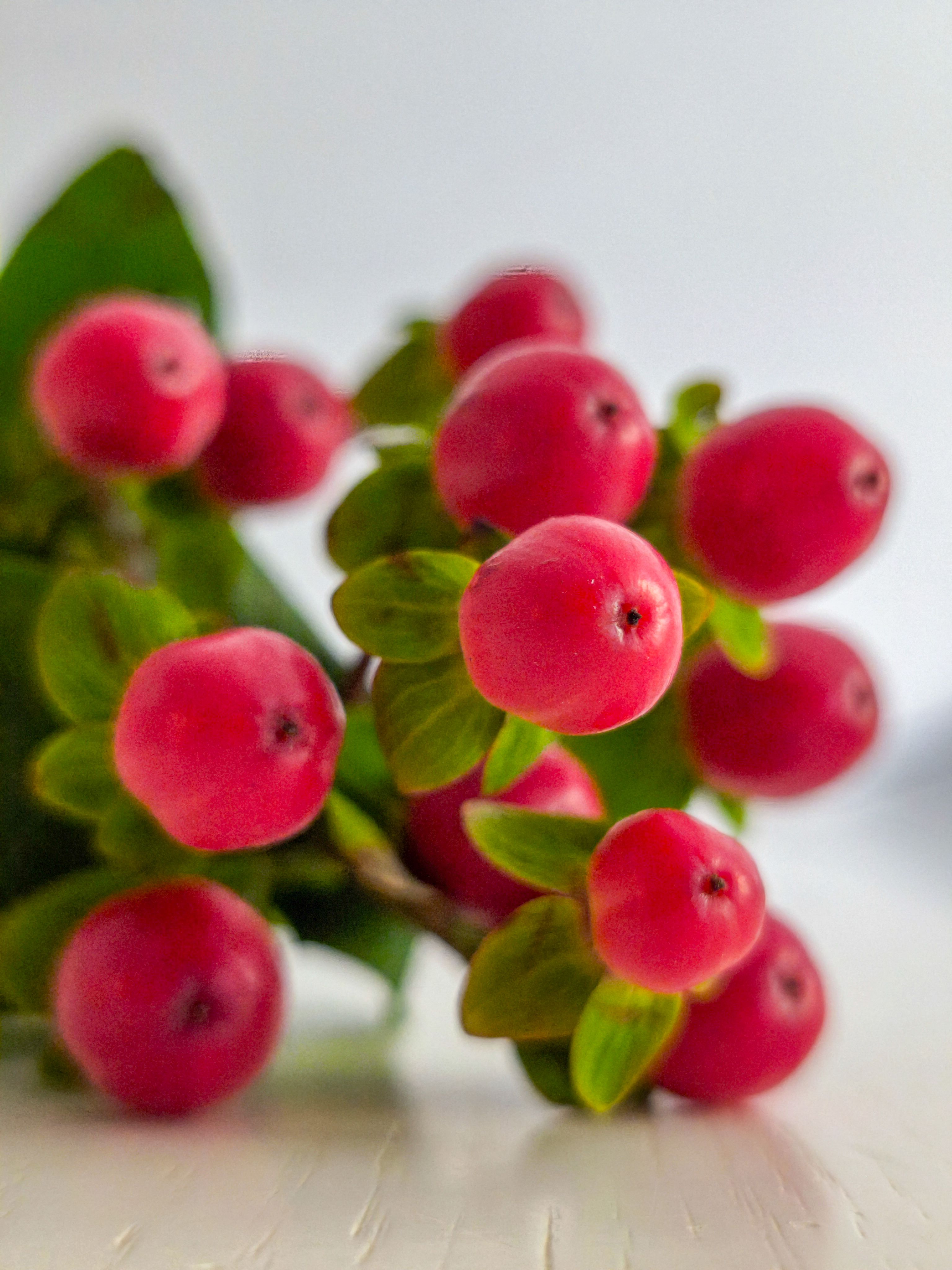 Close-up of Red Hypericum Berries on a Stem · Free Stock Photo