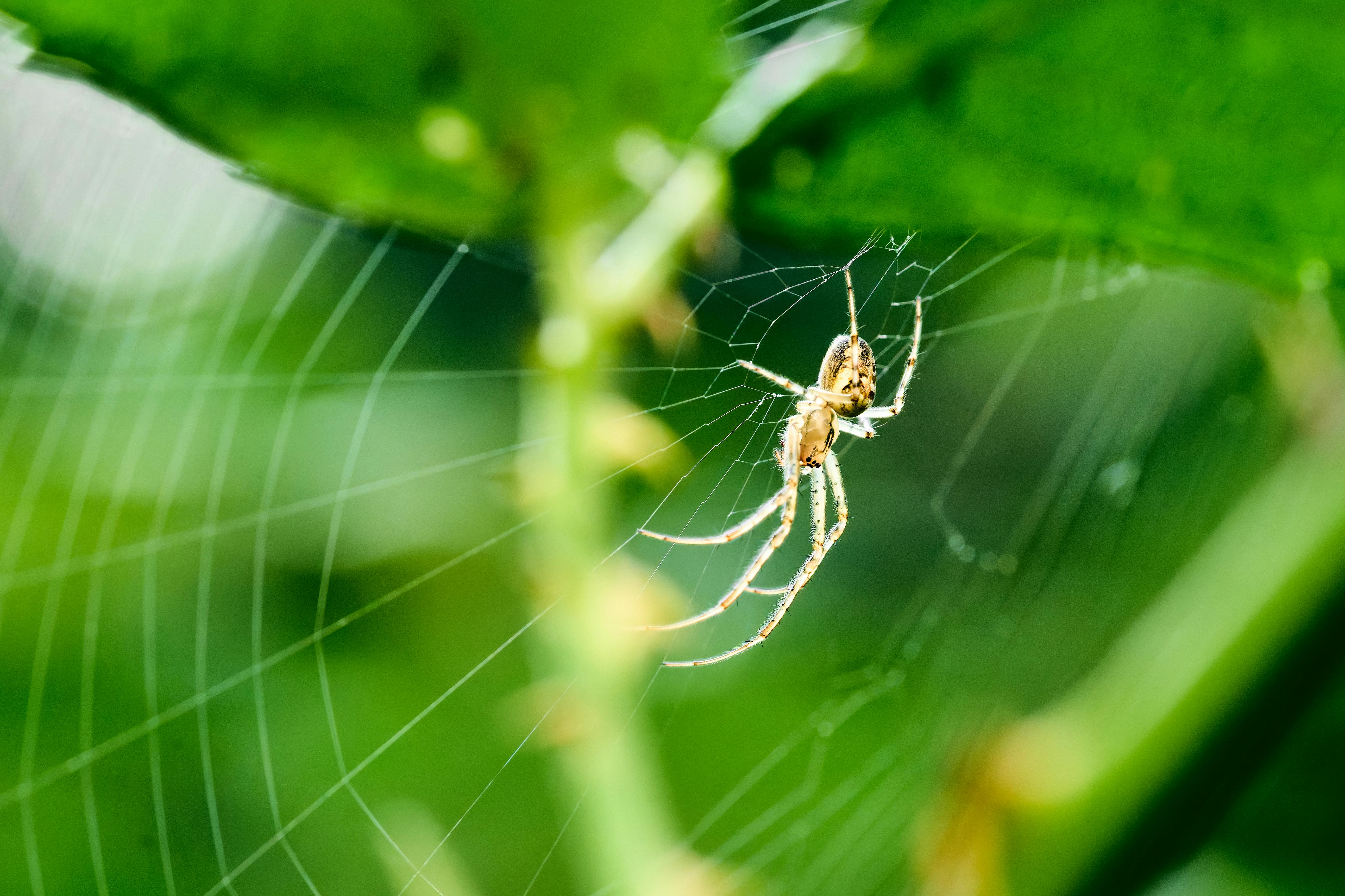 Bg Web Photos, Download The BEST Free Bg Web Stock Photos & HD Images