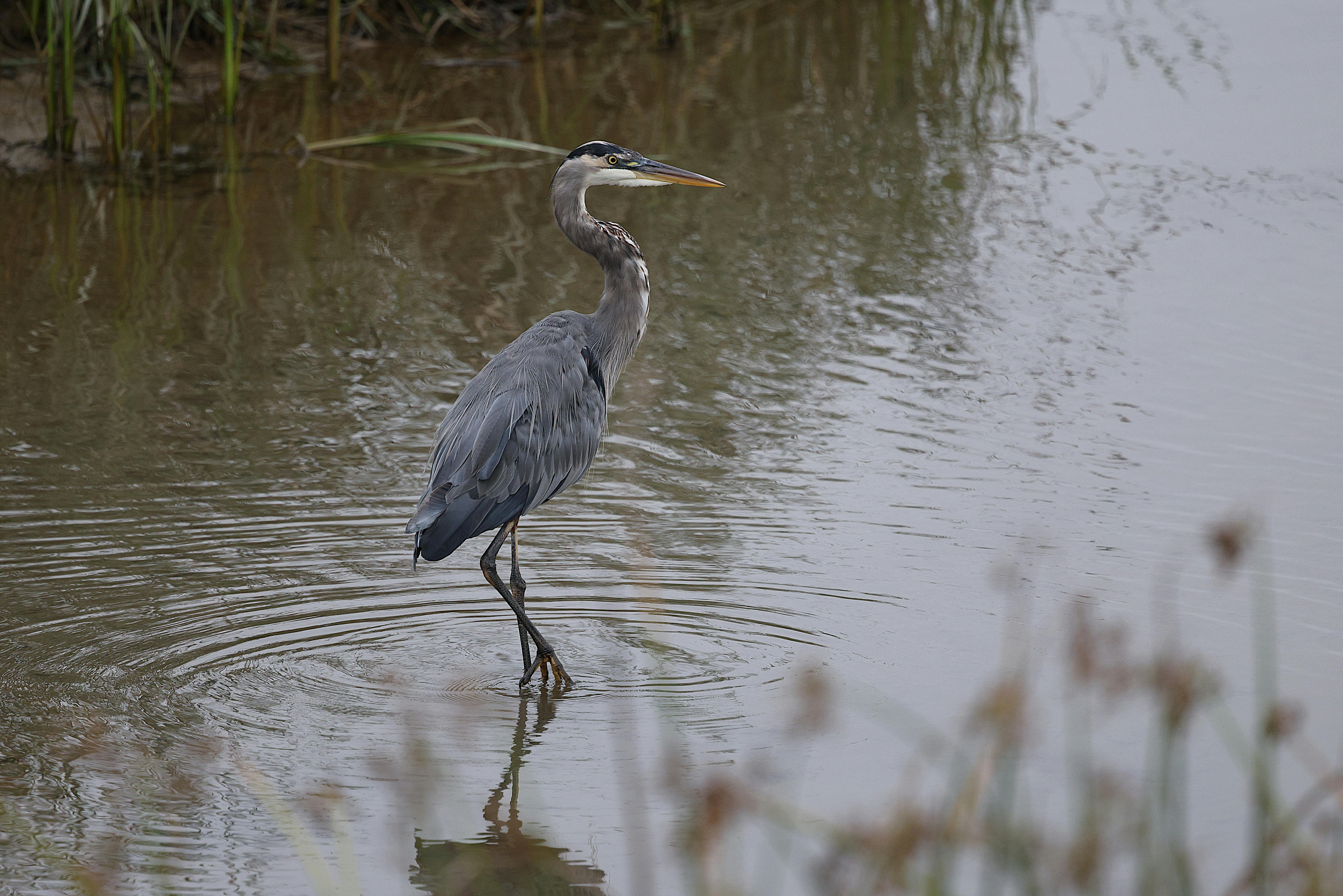 Oscilloscopes+Images Photos, Download The BEST Free Oscilloscopes ...