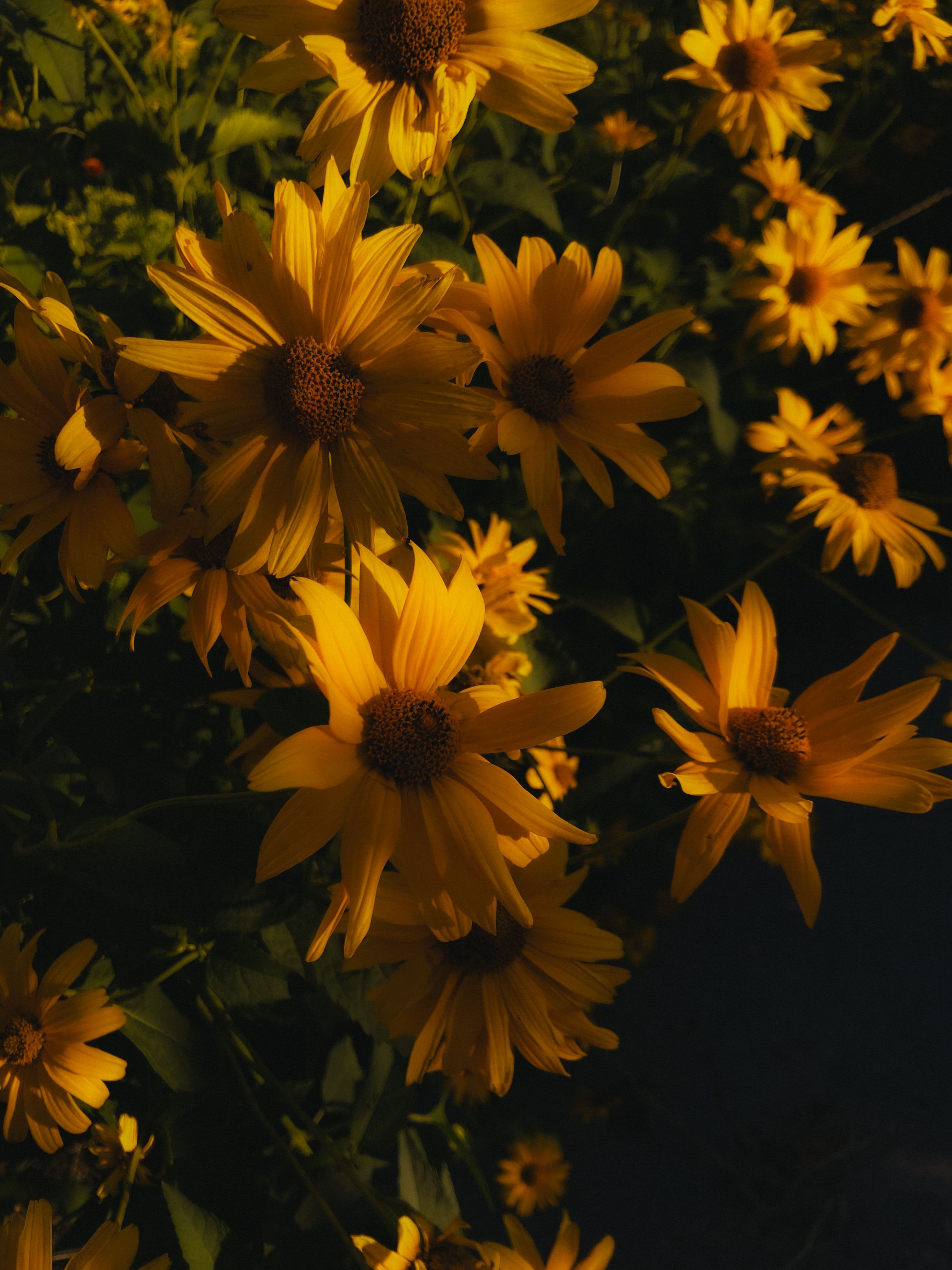 Blooming Flower Photos, Download The BEST Free Blooming Flower Stock ...