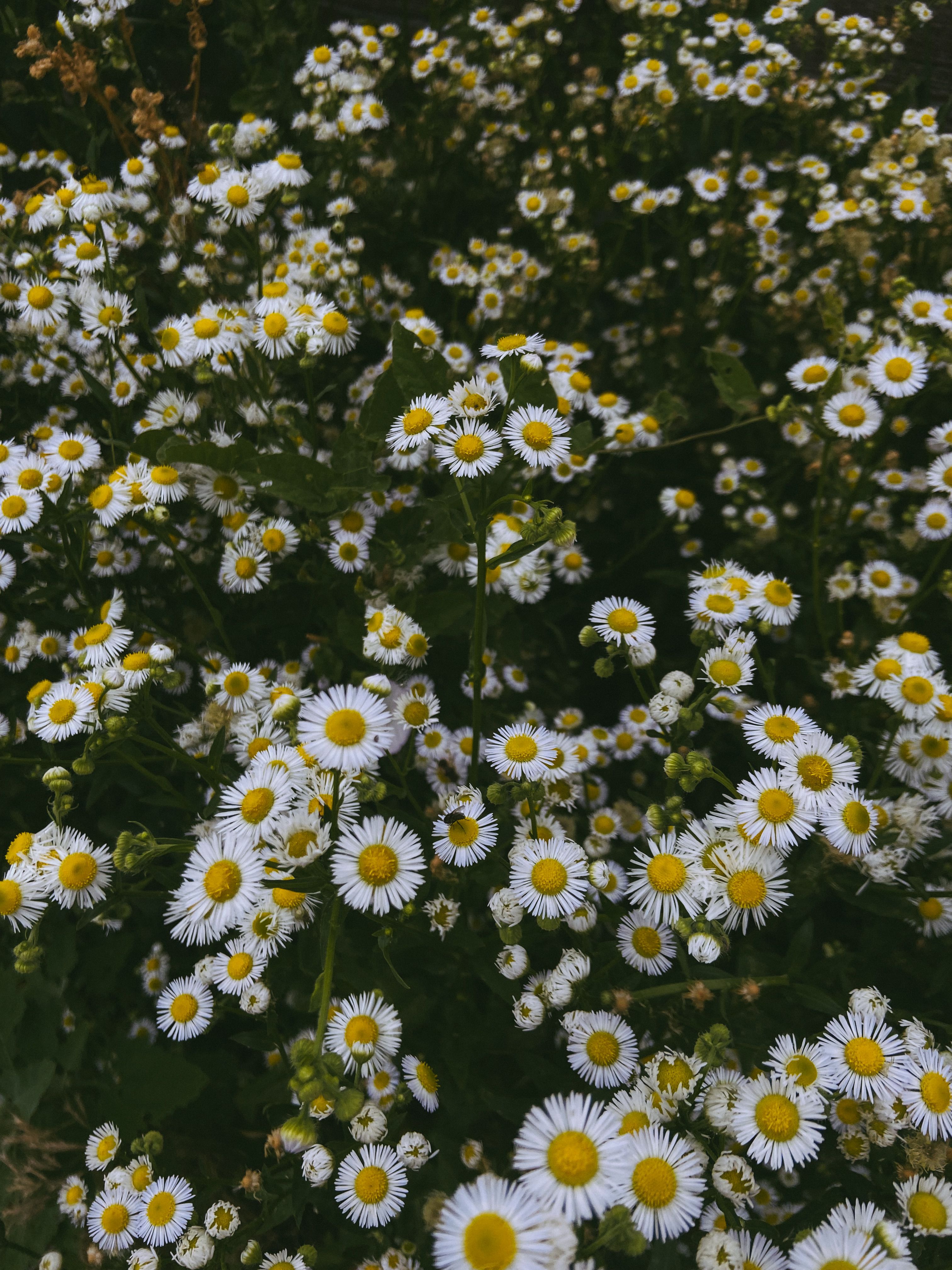 Flowers No Background Photos, Download The BEST Free Flowers No ...