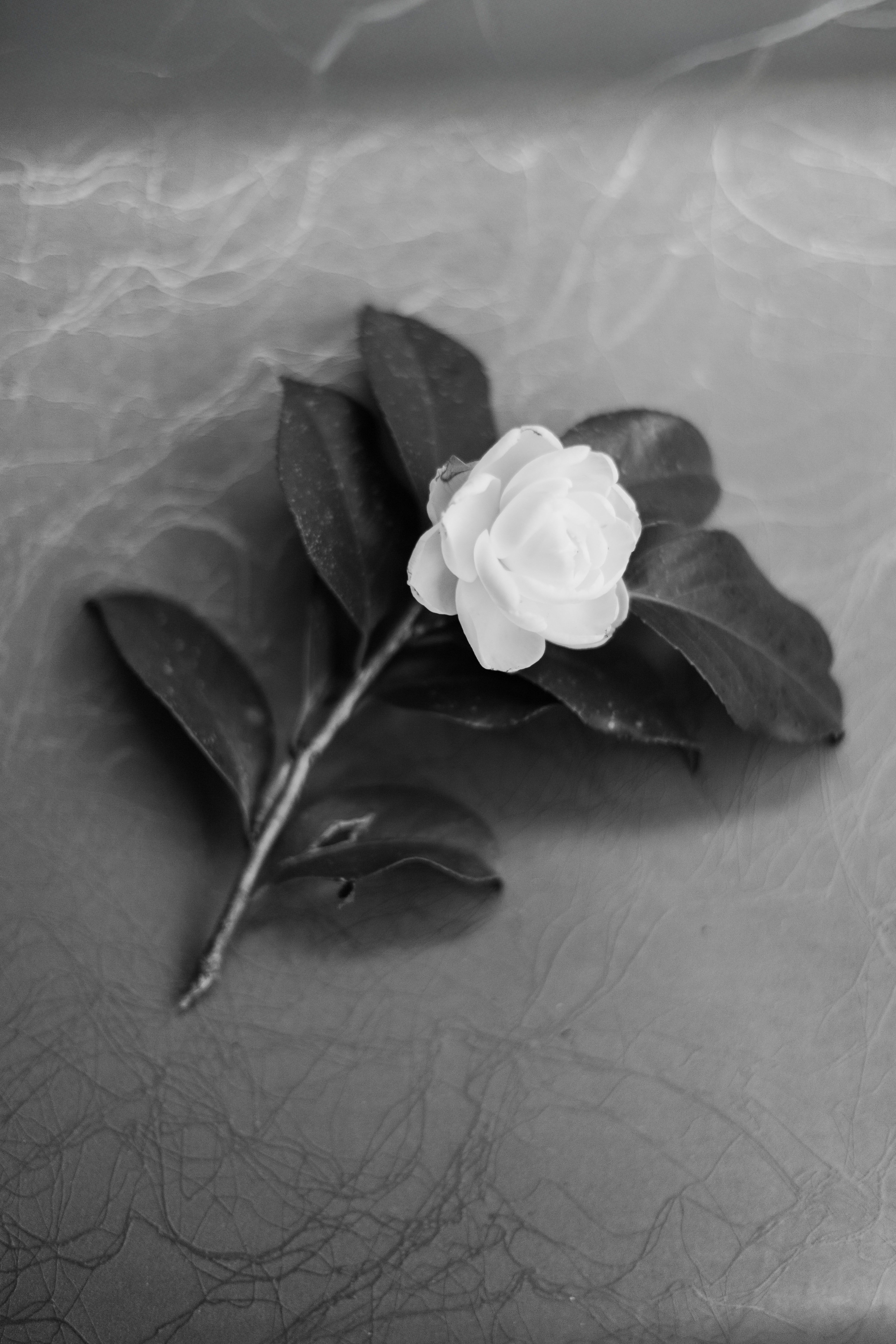 Simple Flower Photos, Download The BEST Free Simple Flower Stock Photos ...