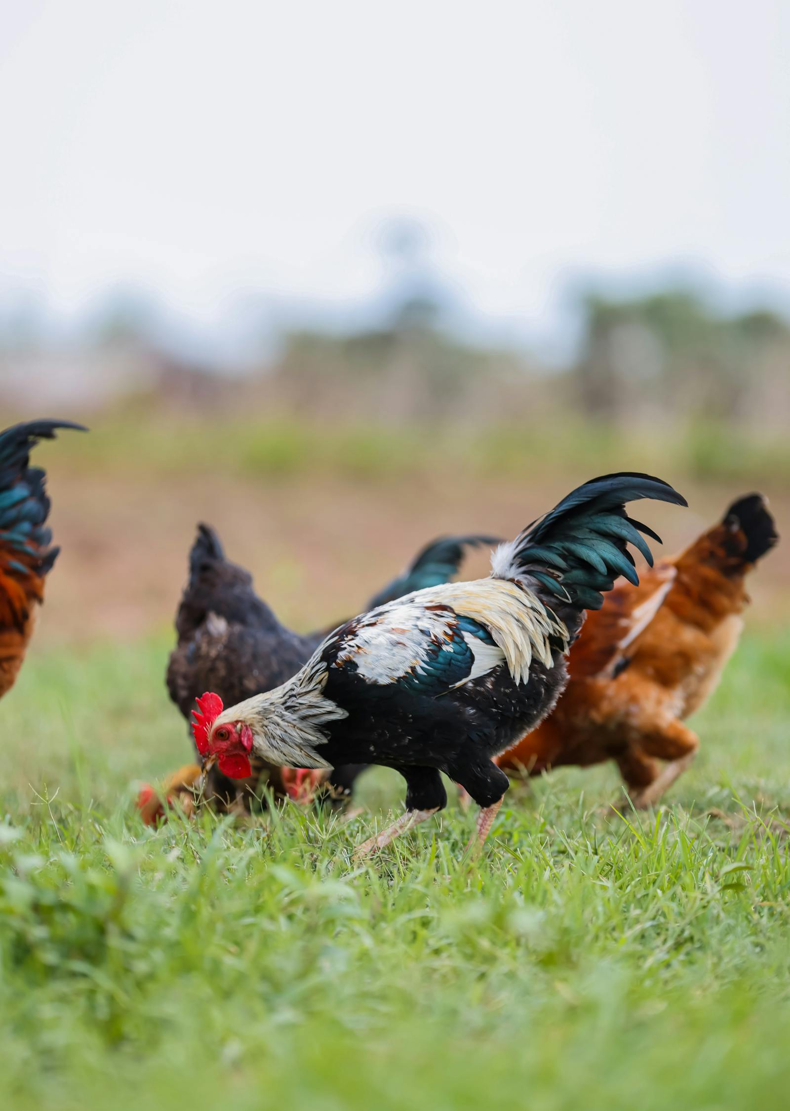 Free Range Photos, Download The BEST Free Free Range Stock Photos & HD ...
