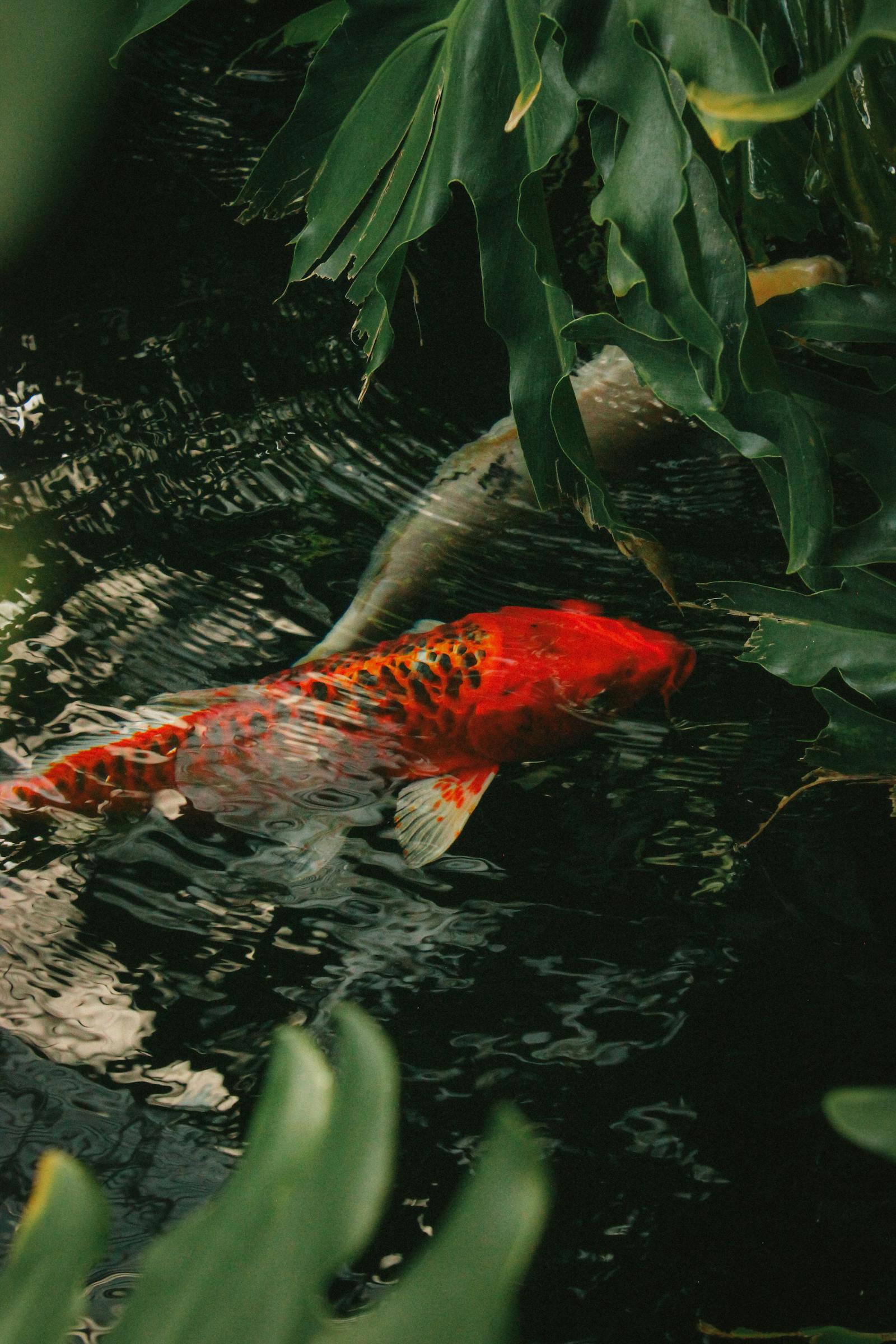 Crappie Fish Photos, Download The BEST Free Crappie Fish Stock Photos ...