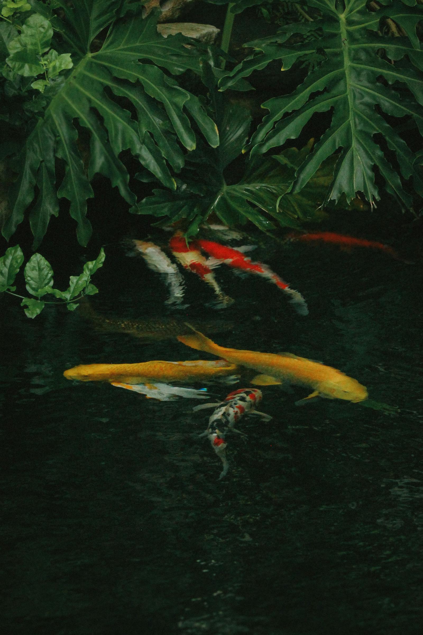 Walleye Fish Photos, Download The BEST Free Walleye Fish Stock Photos ...