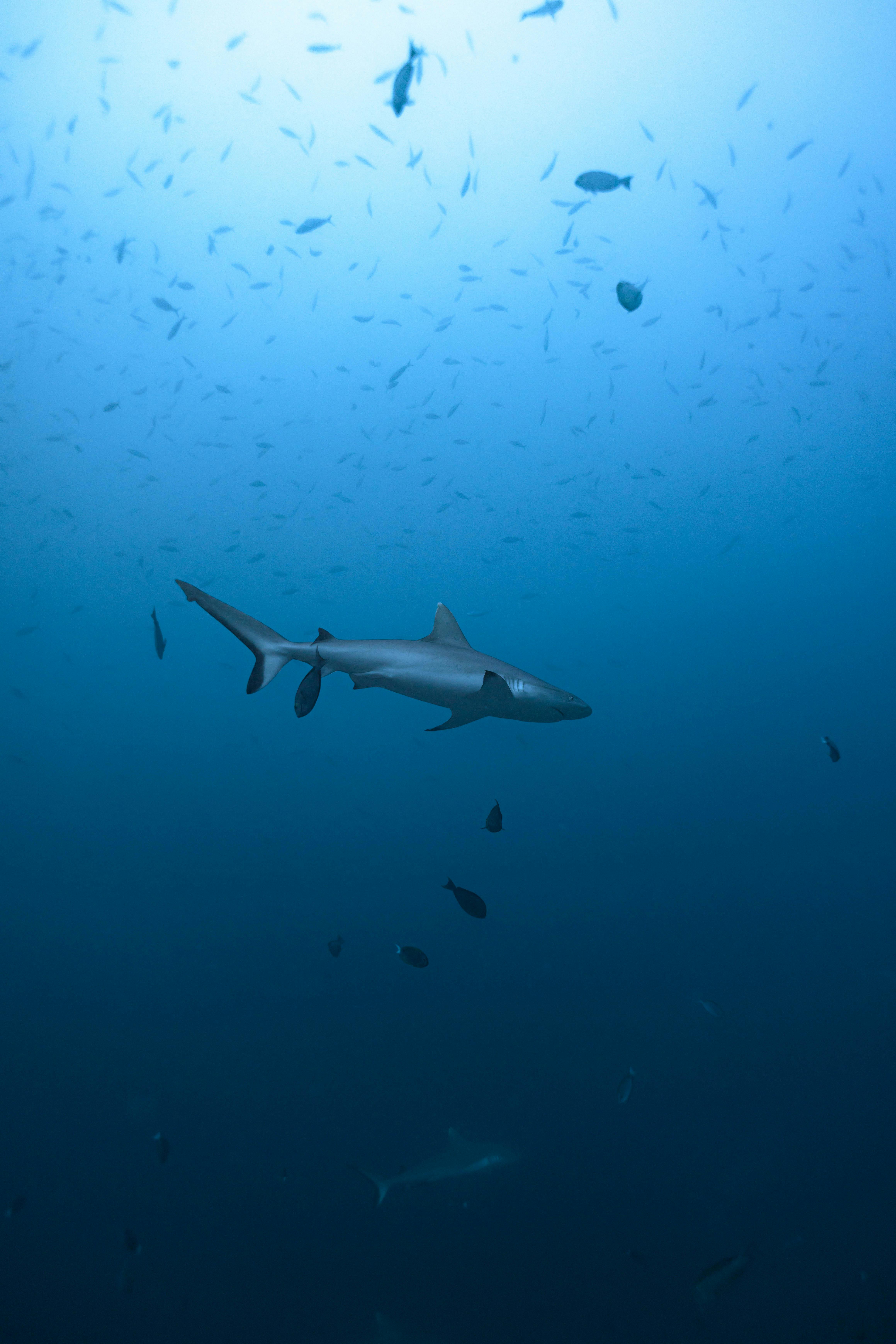 Graceful Grey Reef Shark in Maldives Waters · Free Stock Photo