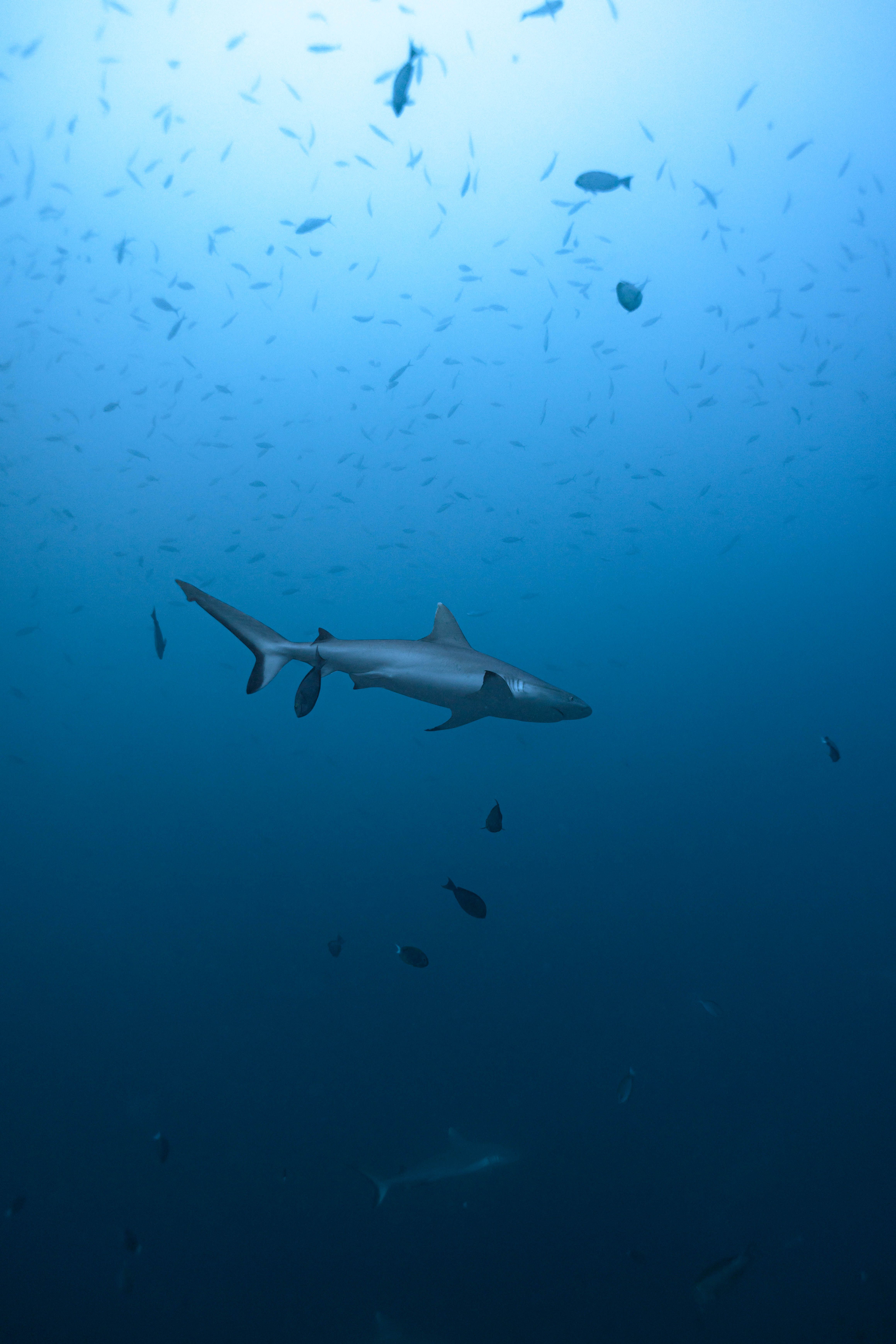 Graceful Grey Reef Shark in Maldives Waters · Free Stock Photo
