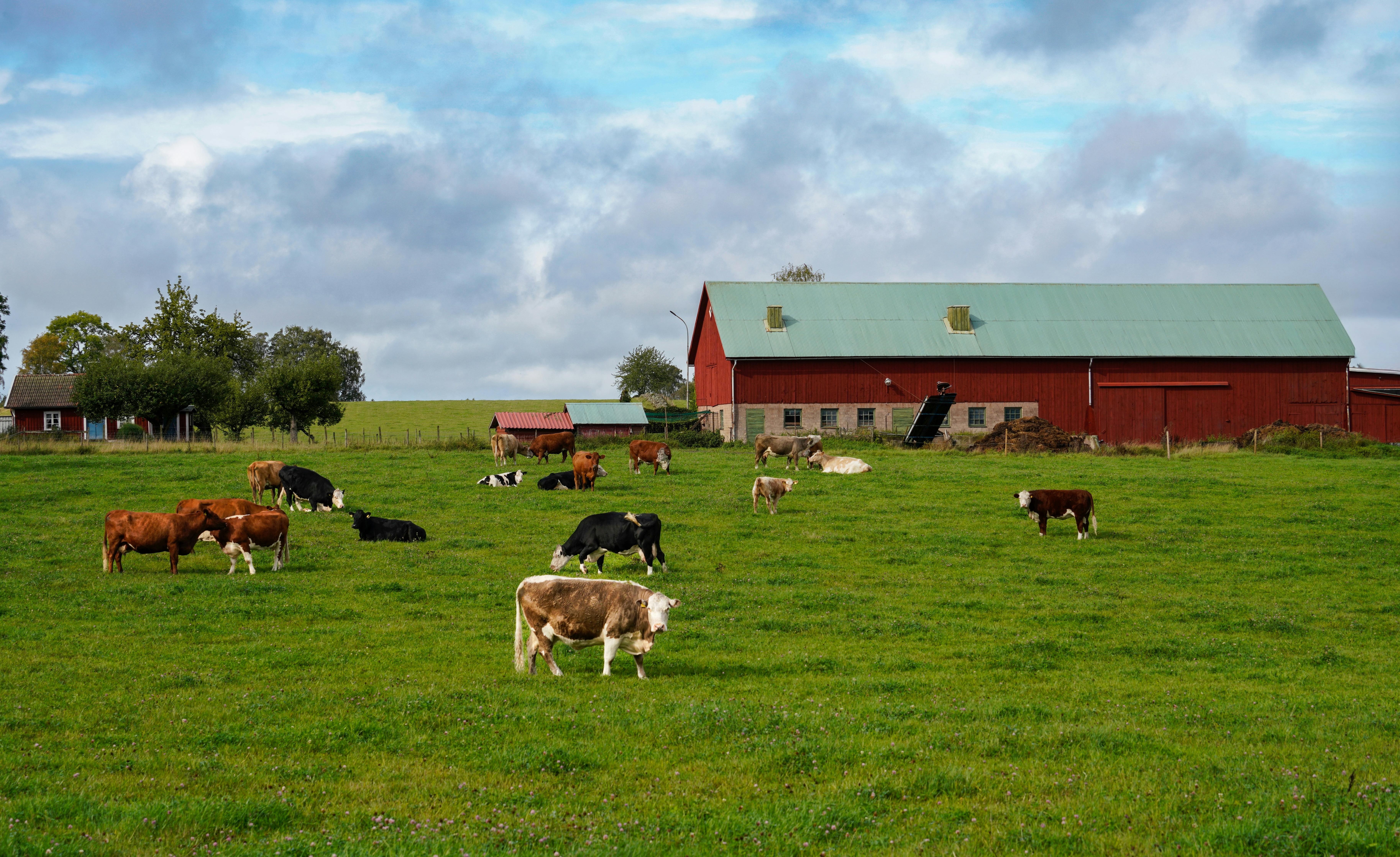 Idyllic Farm Scene with Grazing Cows · Free Stock Photo