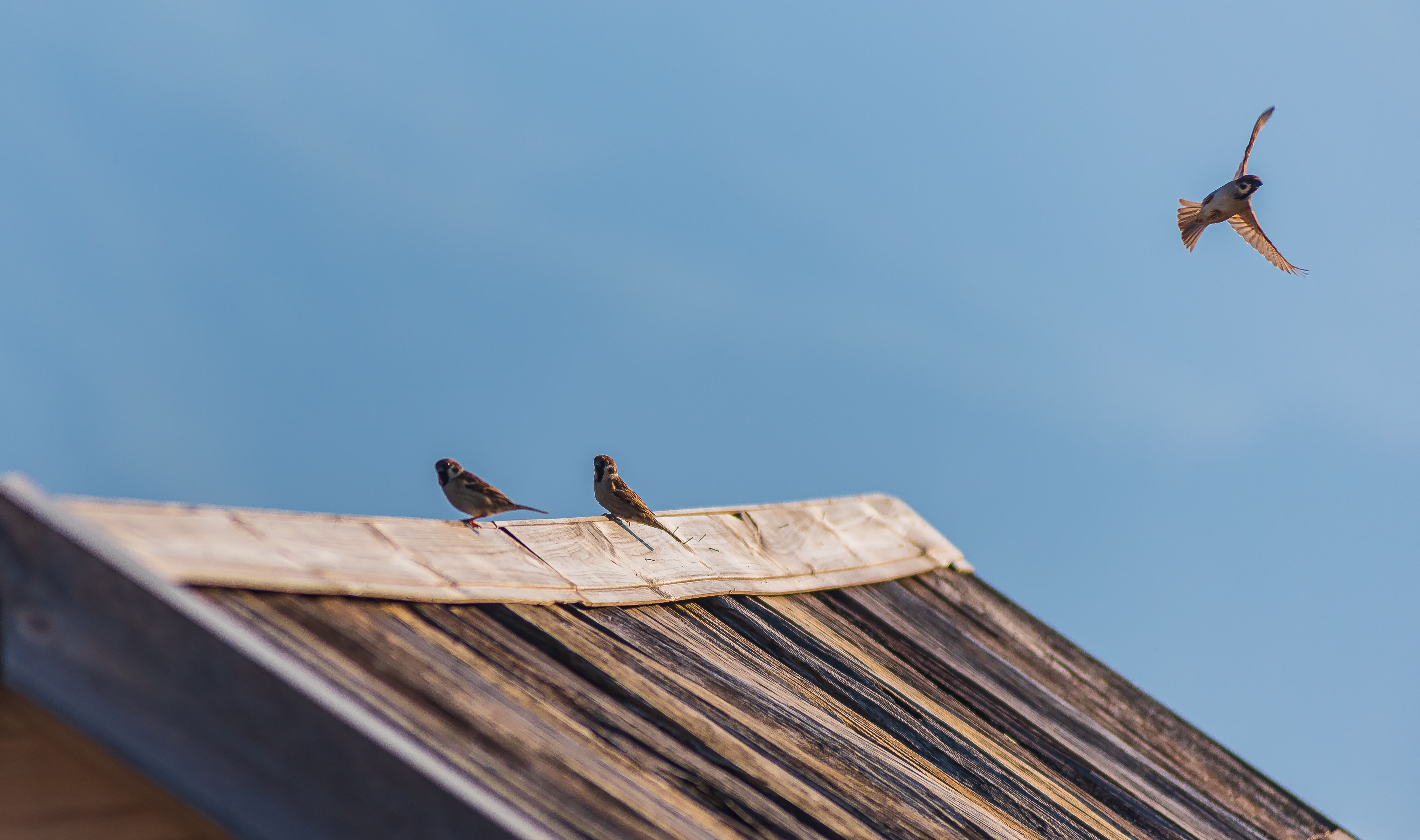 Three Sparrows on a Wooden Roof with Blue Sky · Free Stock Photo