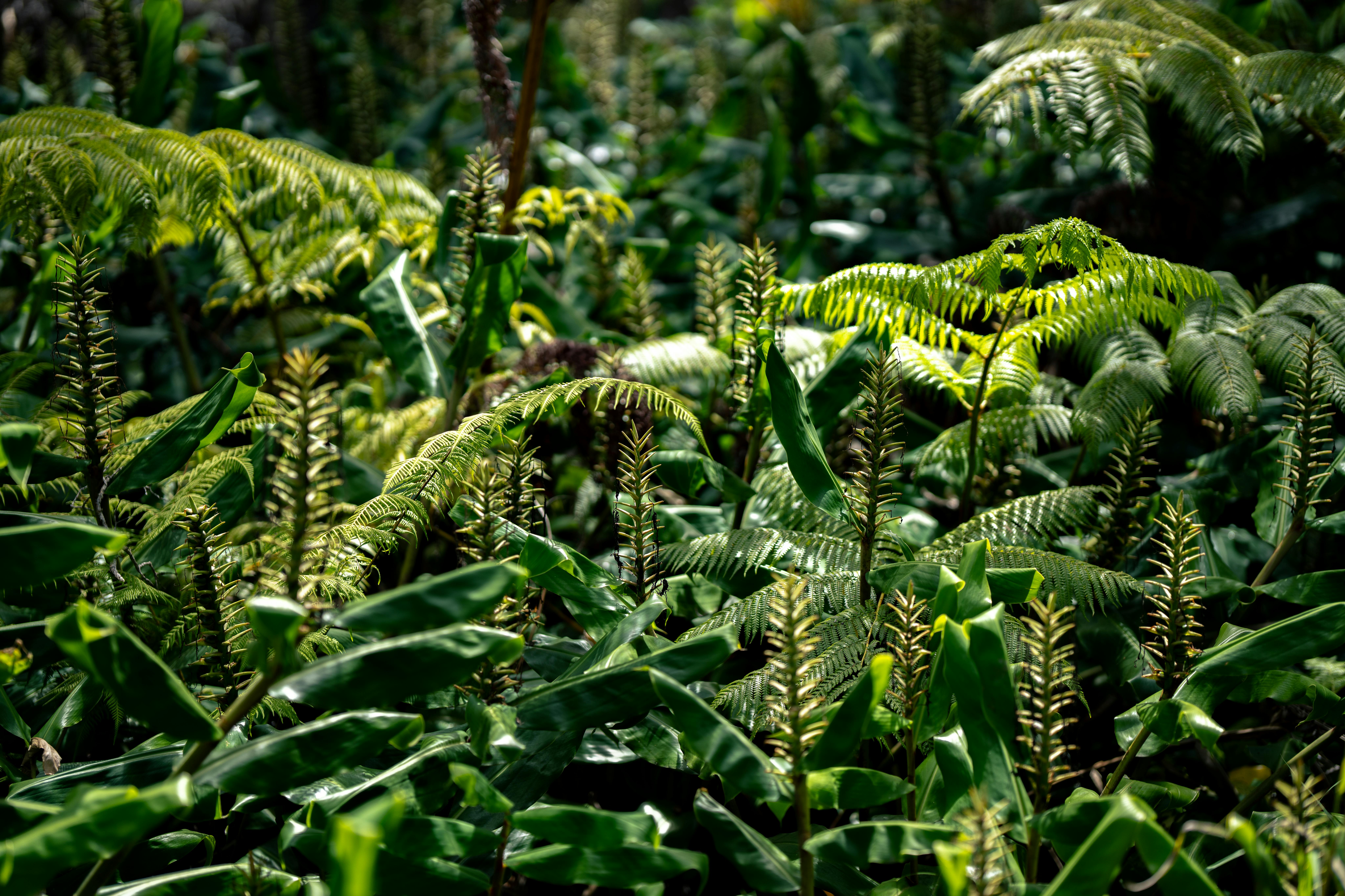 Mauna Loa Hawaii Photos, Download The BEST Free Mauna Loa Hawaii Stock ...