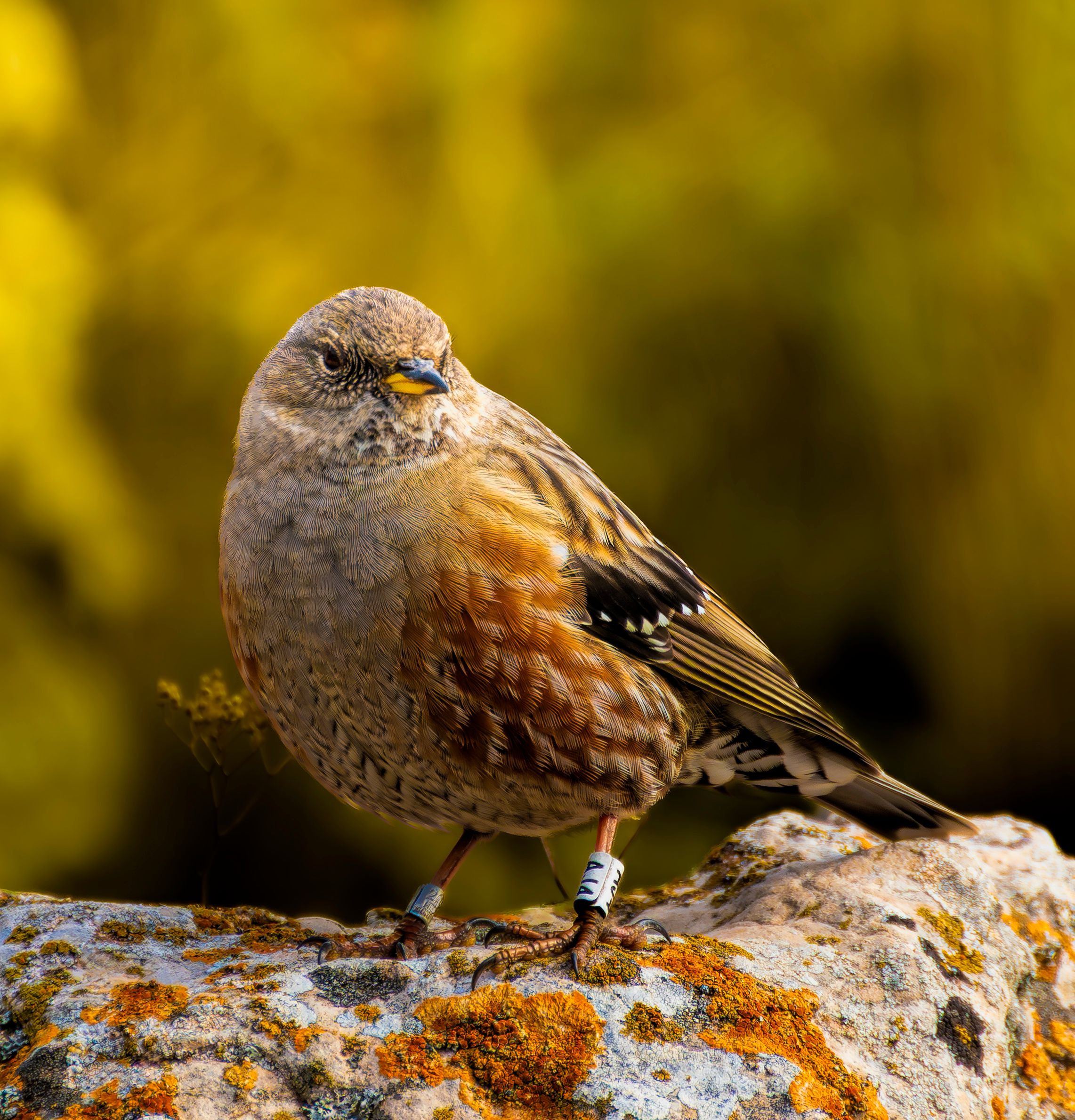 Close-up of Alpine Accentor Perched on Rock · Free Stock Photo
