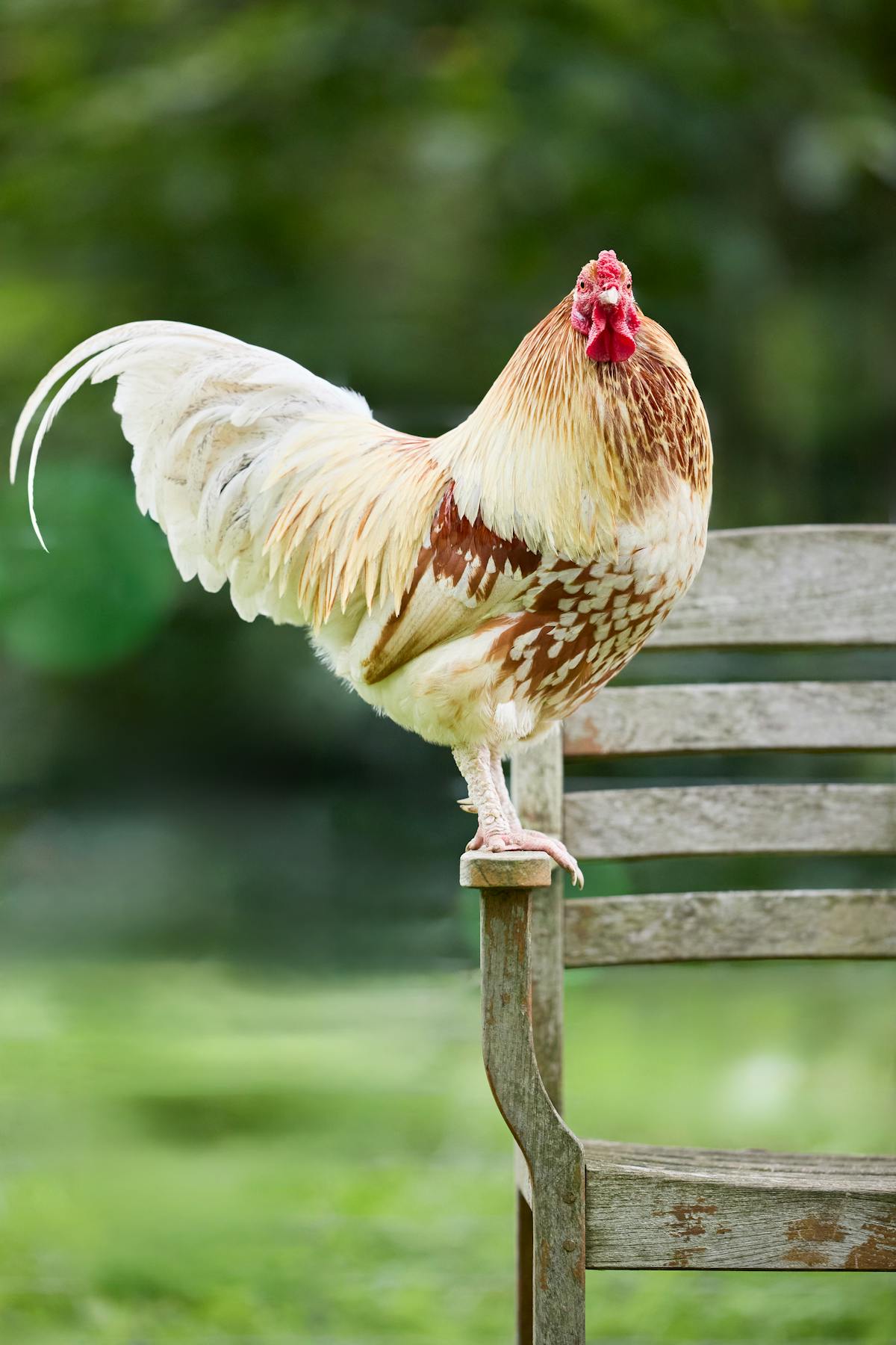 Free Range Photos, Download The BEST Free Free Range Stock Photos & HD ...