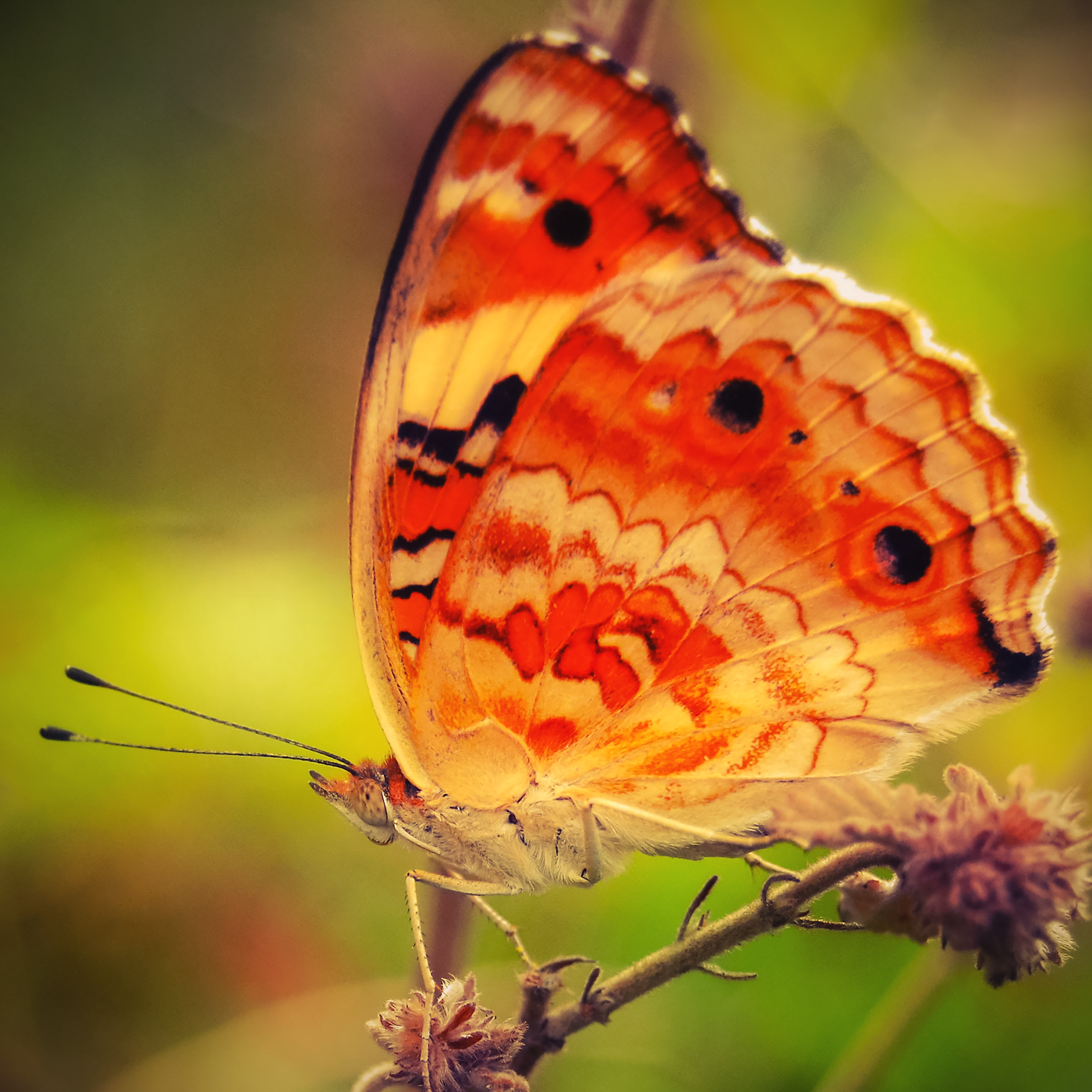 Fluture Insecta Photos, Download The BEST Free Fluture Insecta Stock ...