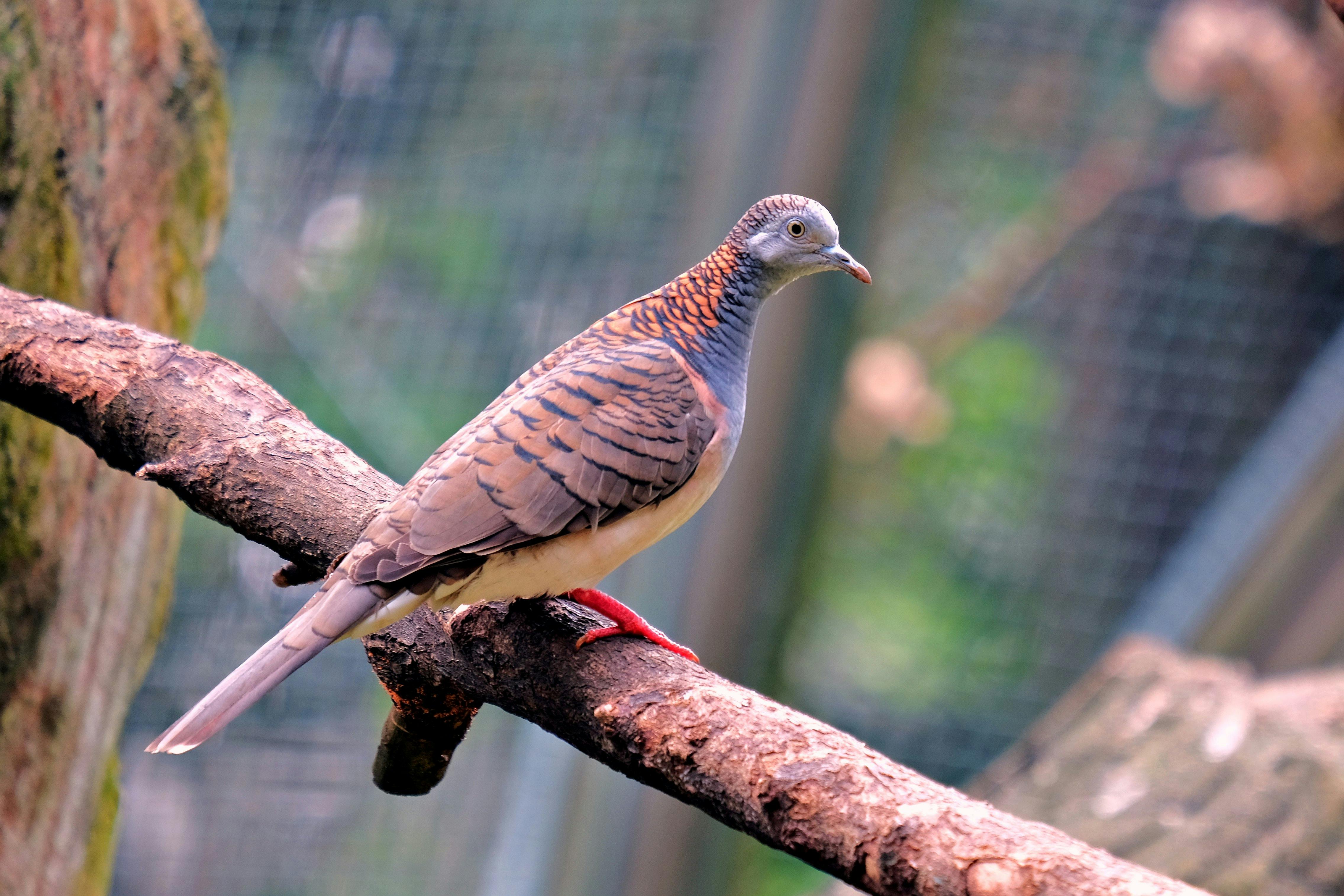 Oscilloscopes+Images Photos, Download The BEST Free Oscilloscopes ...