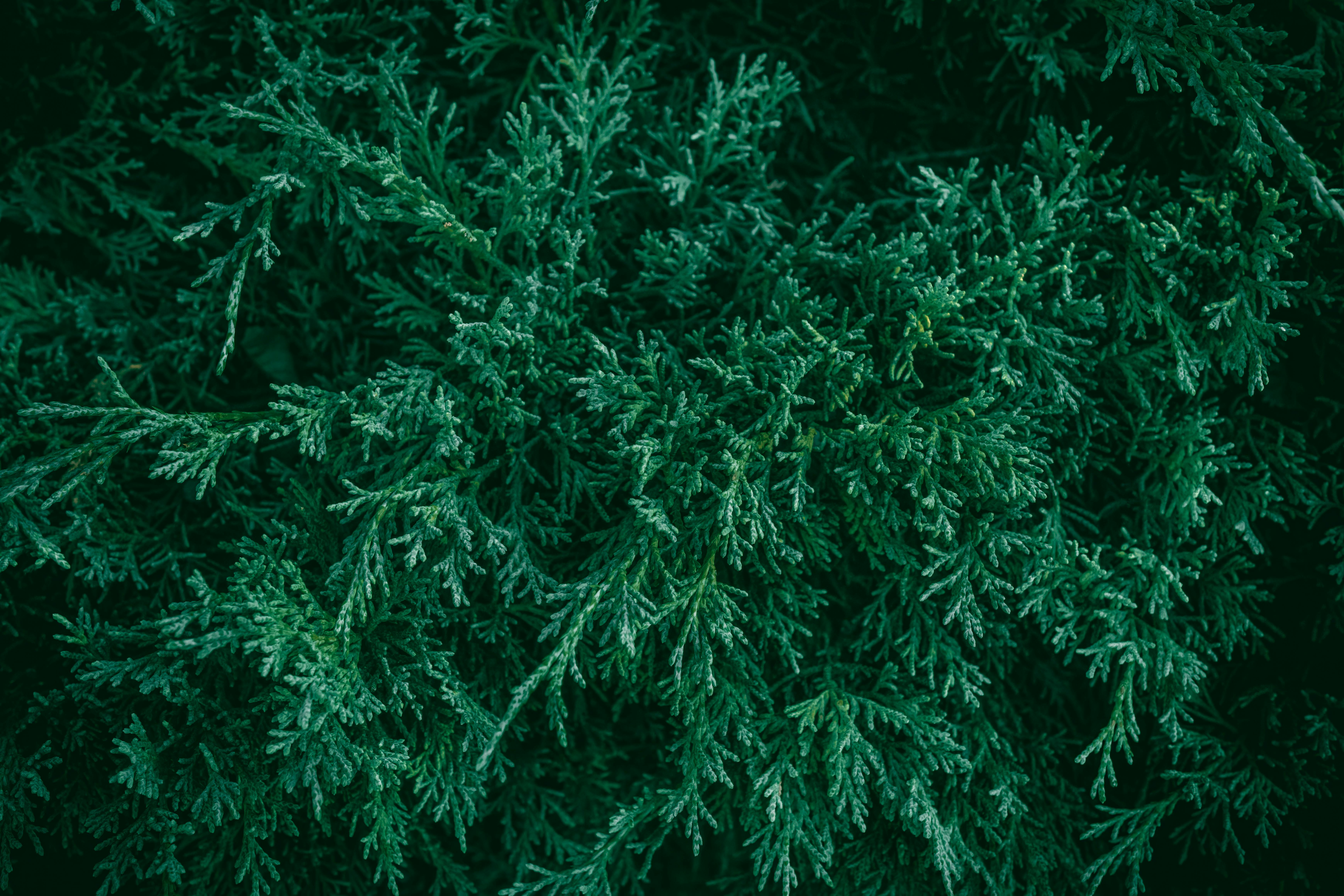 Greenery Wallpaper Photos, Download The BEST Free Greenery Wallpaper ...