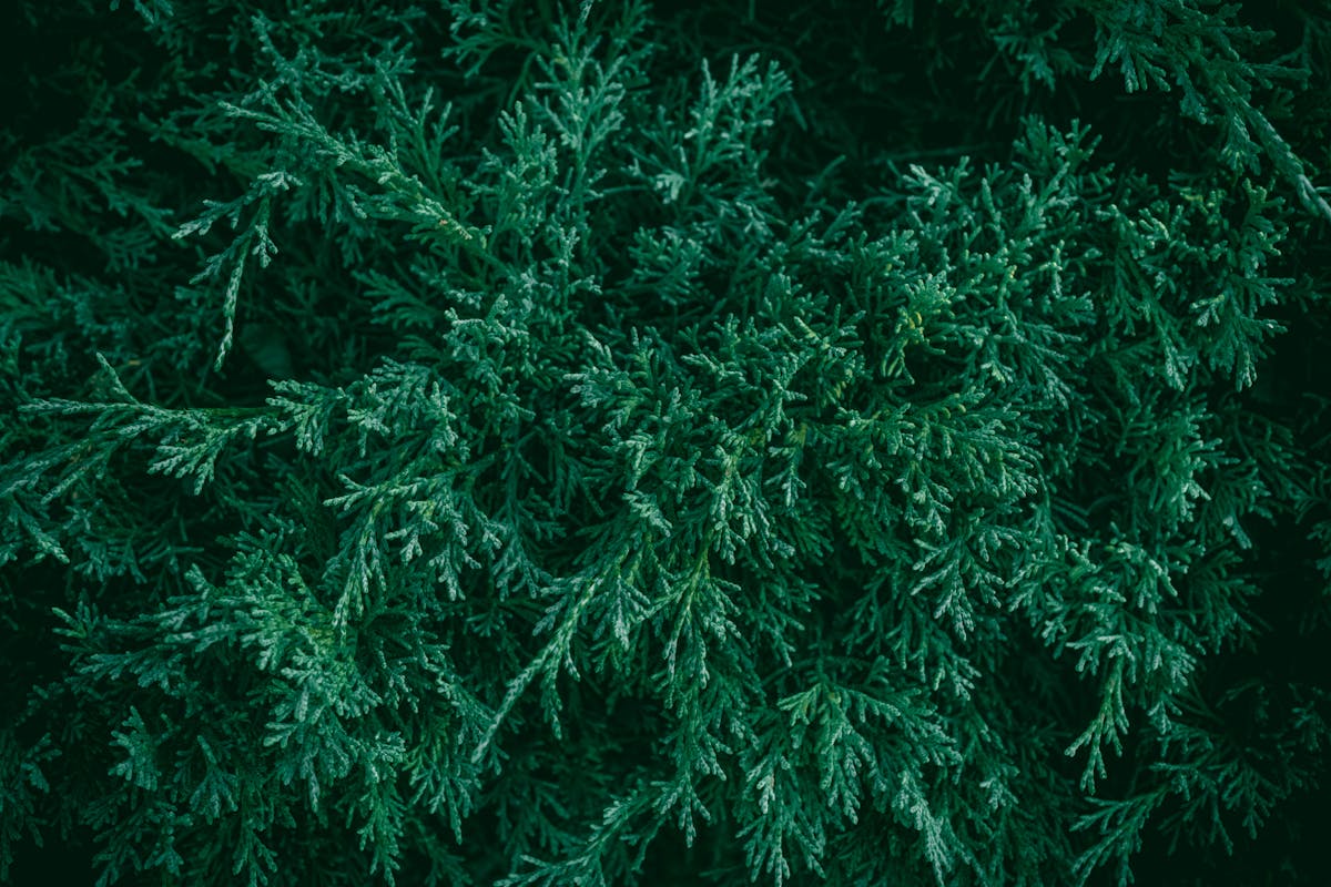 Tree No Background Photos, Download The BEST Free Tree No Background ...