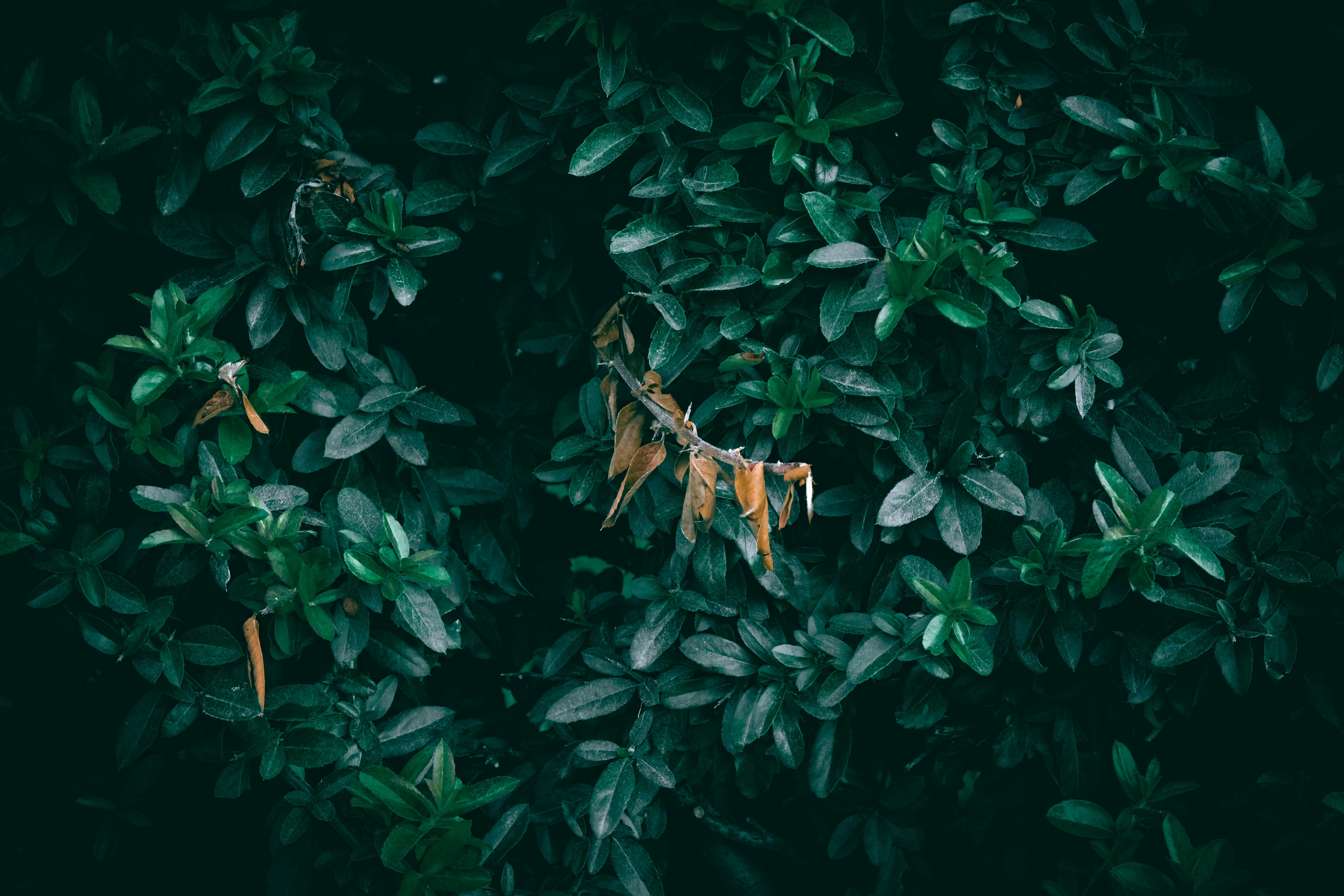 Background Sadi Photos, Download The BEST Free Background Sadi Stock ...