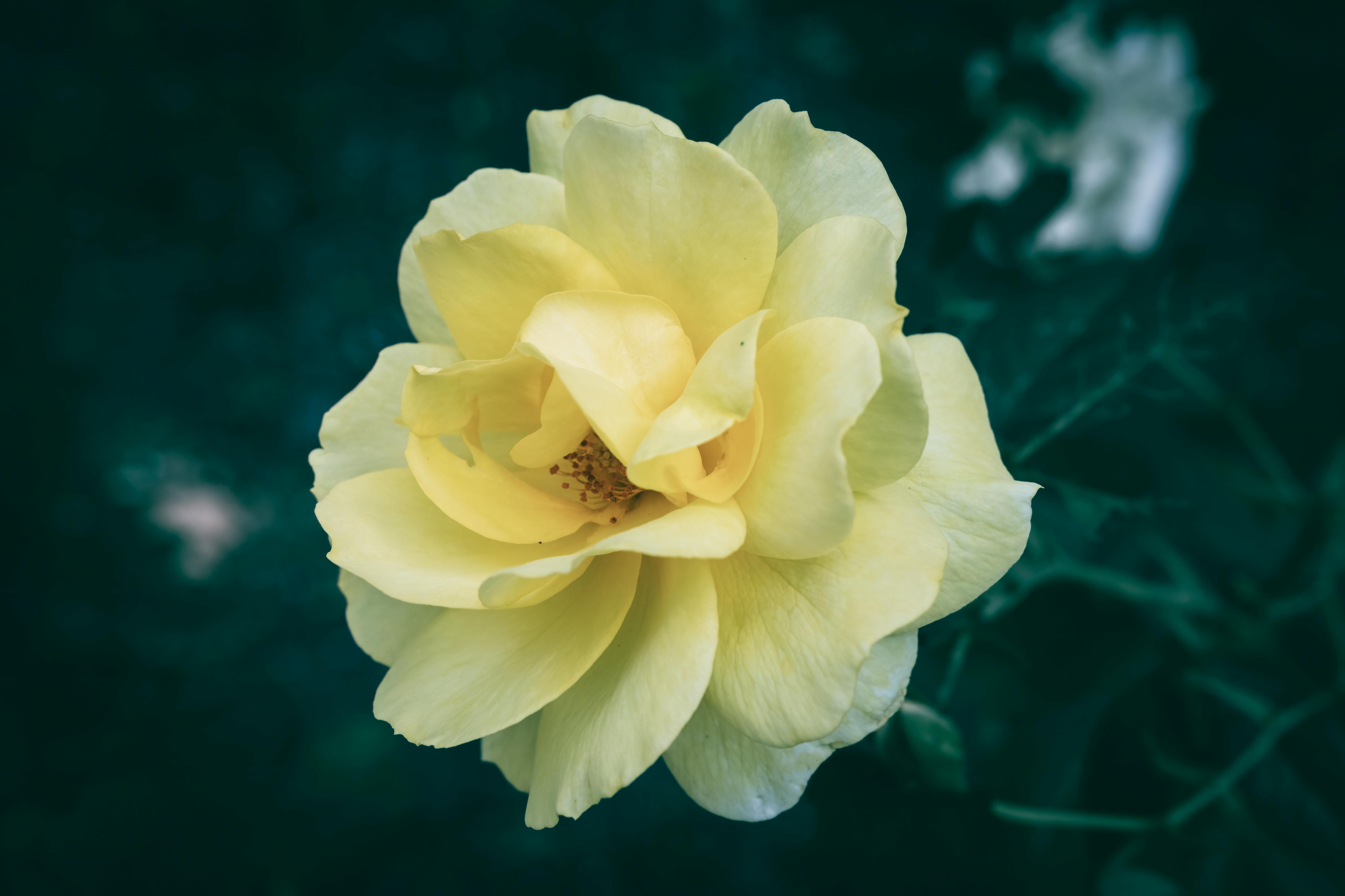 Yellow Flower Background Photos, Download The BEST Free Yellow Flower ...