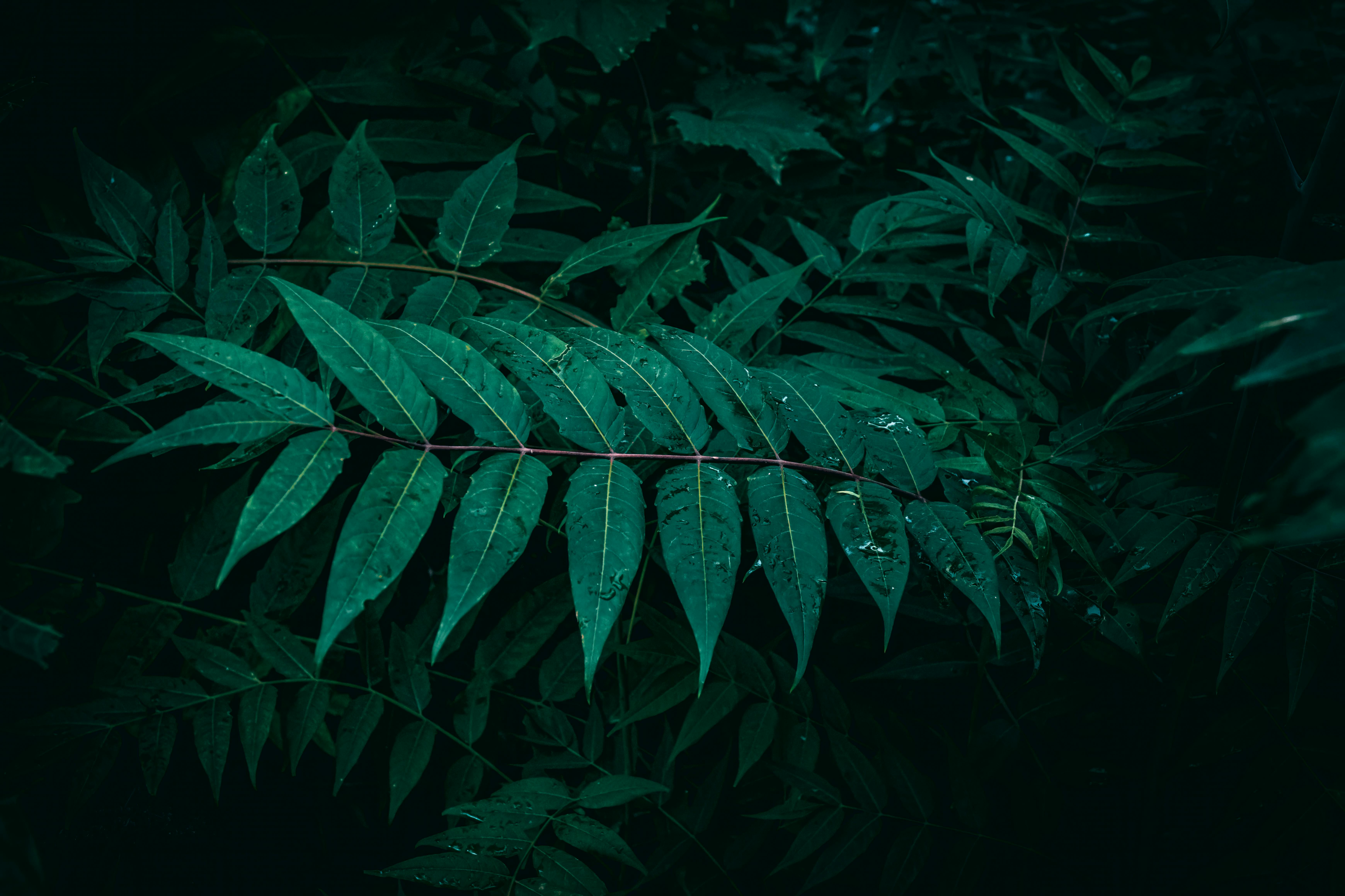 Background Sadi Photos, Download The BEST Free Background Sadi Stock ...