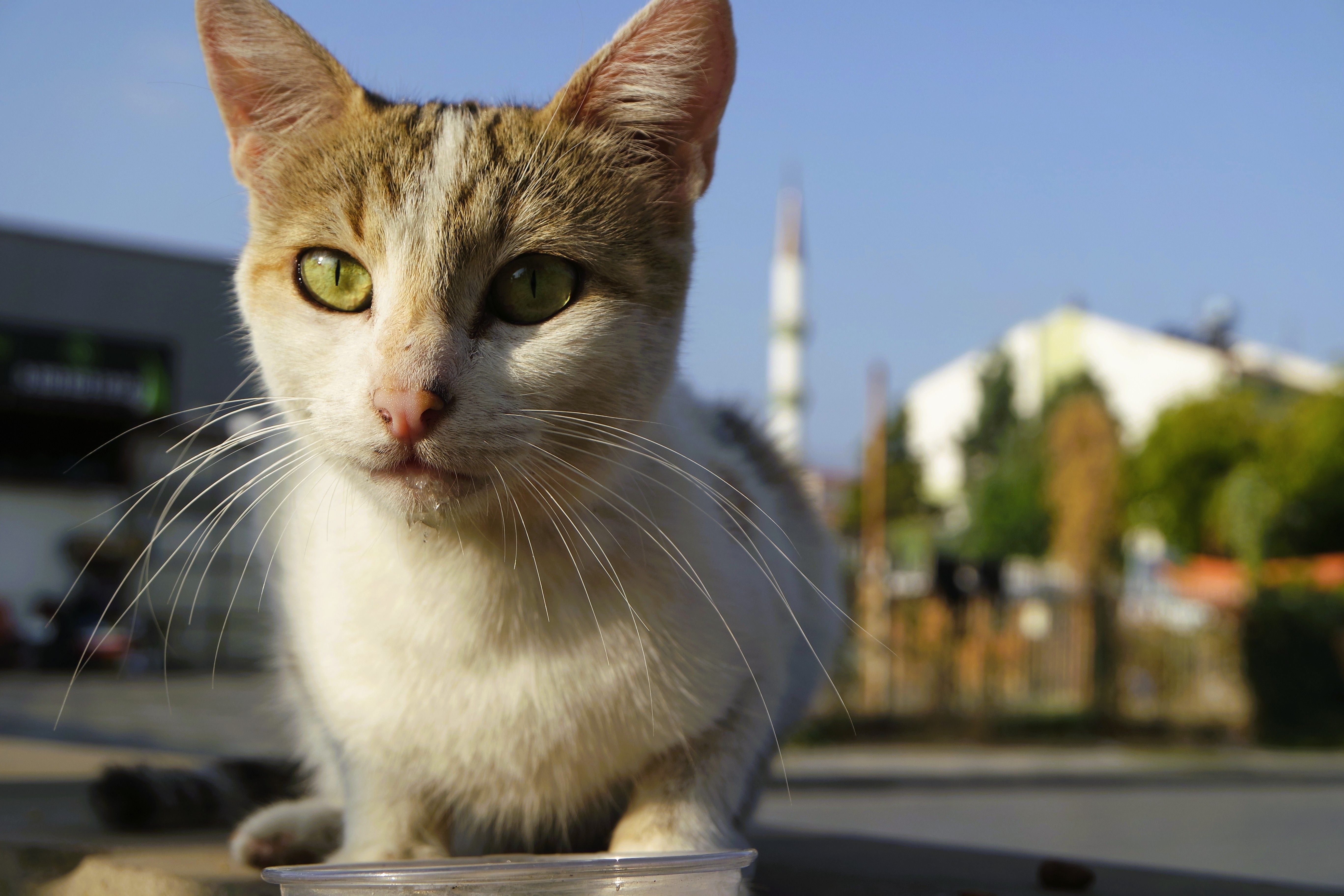 Close-up of a Tri-color Cat on an Urban Street · Free Stock Photo