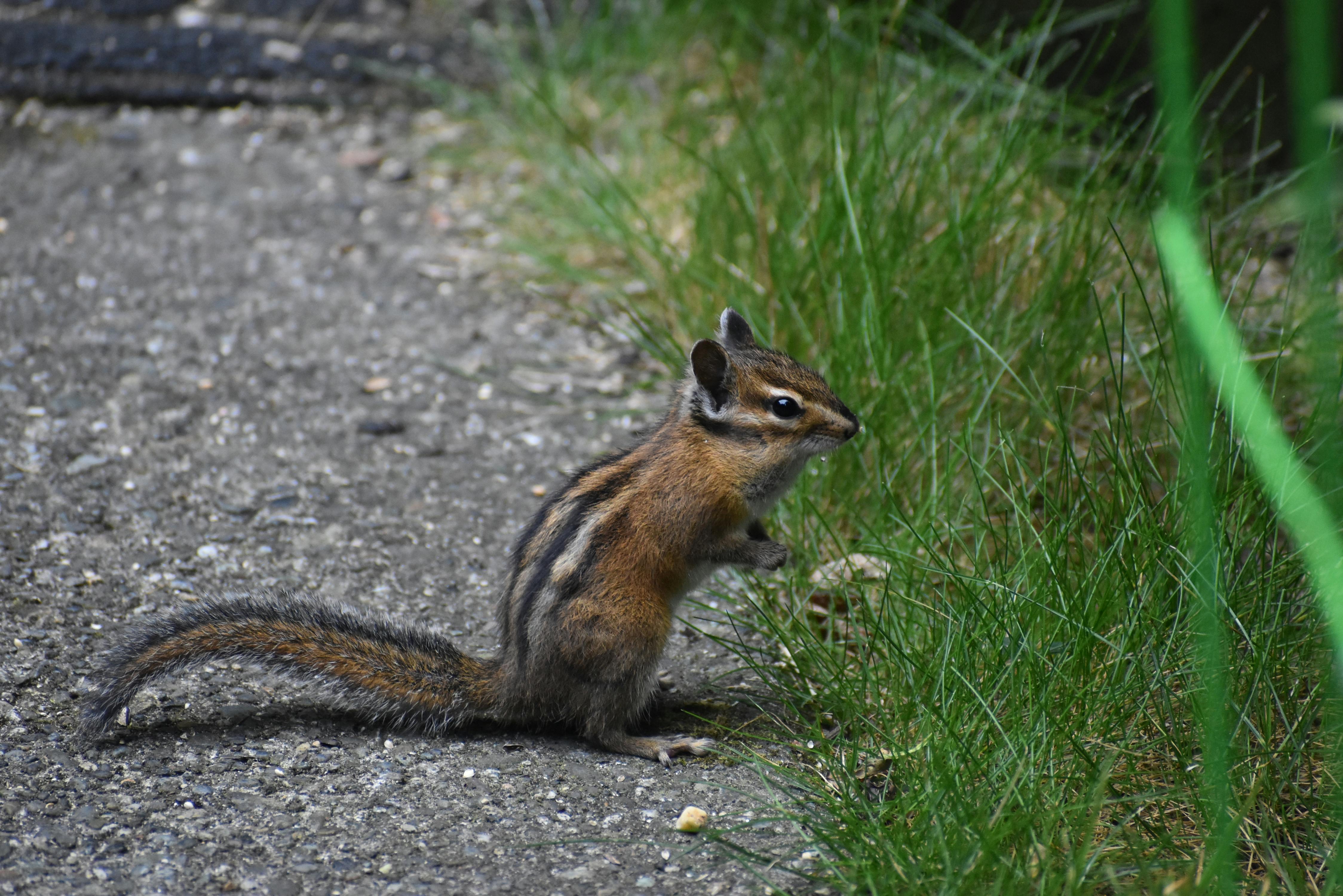 Chipmunk Photos, Download The BEST Free Chipmunk Stock Photos & HD Images