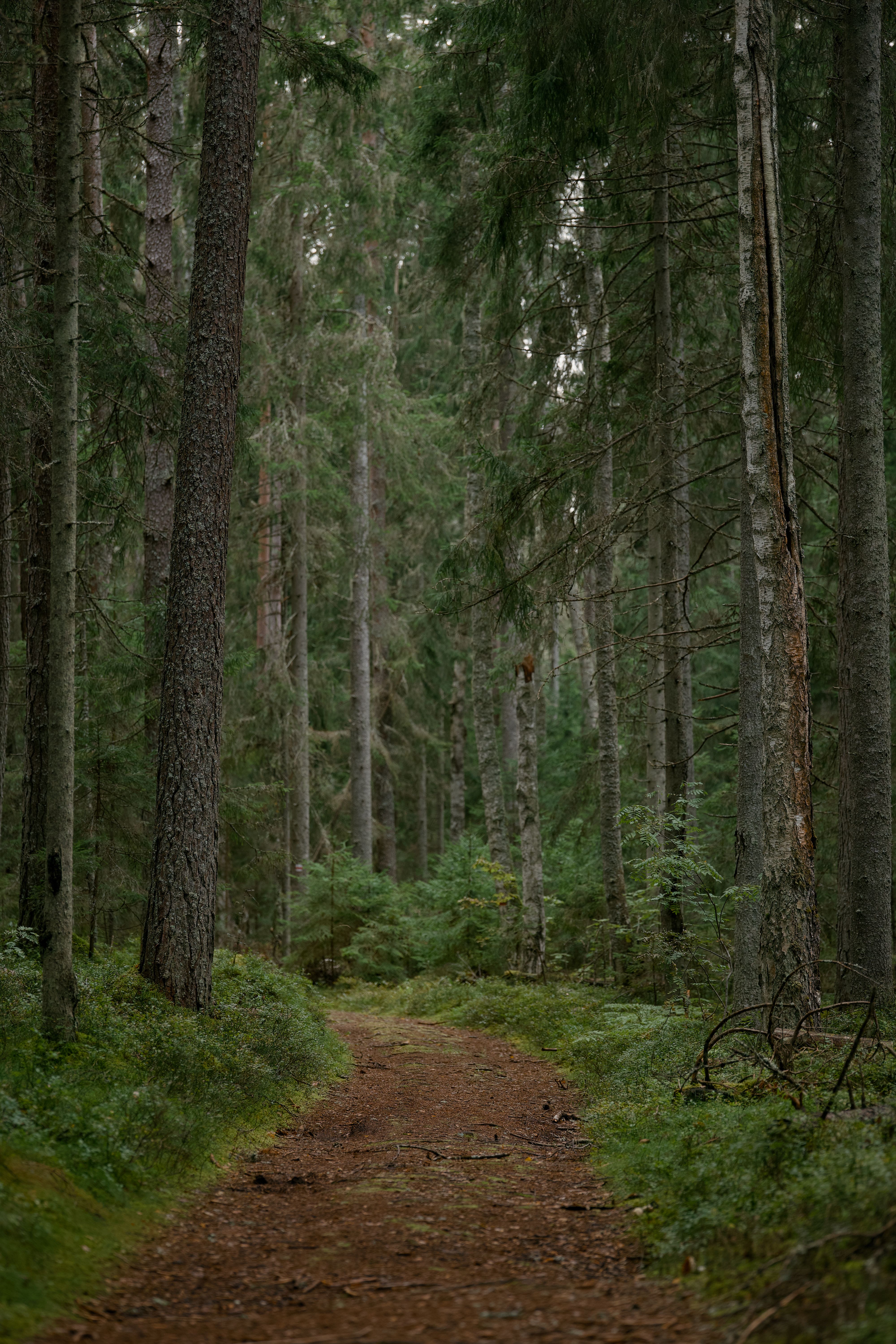 Forest Trail Photos, Download The BEST Free Forest Trail Stock Photos ...
