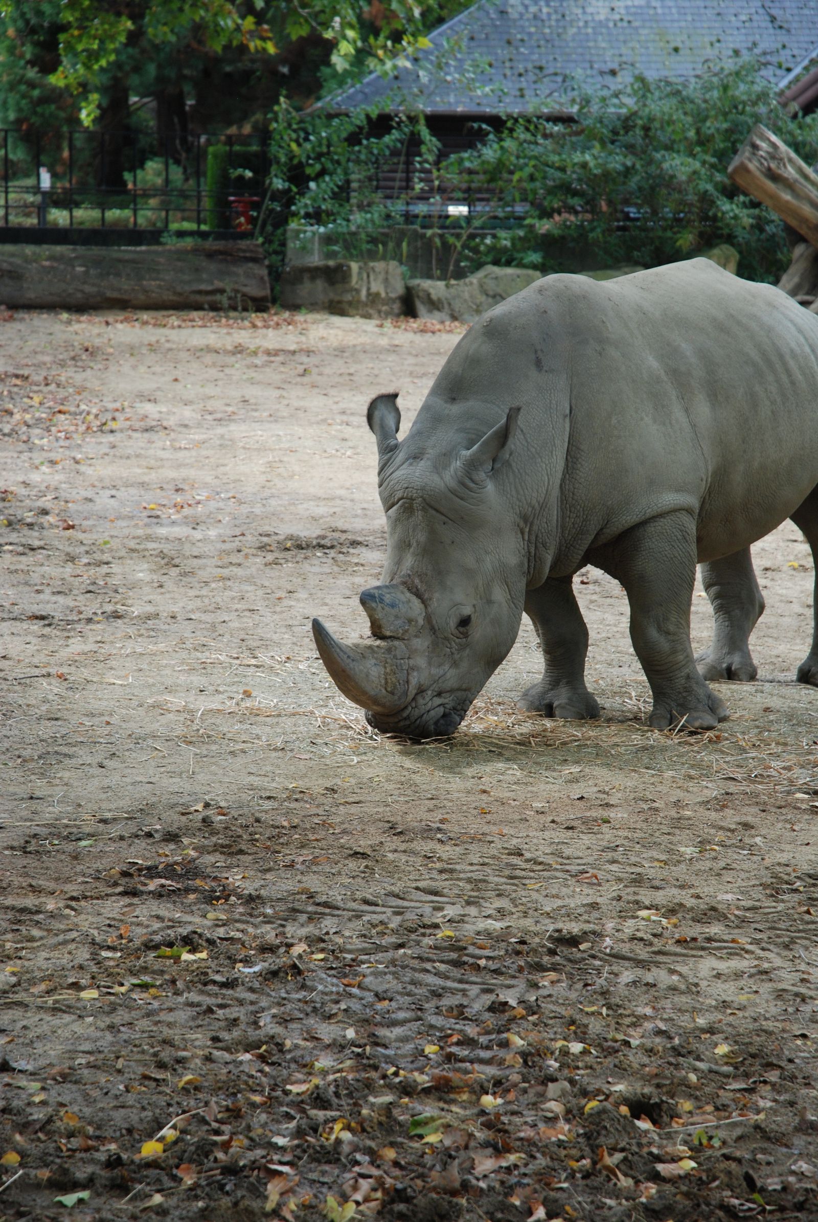 Rhinoceros Photos, Download The BEST Free Rhinoceros Stock Photos & HD ...