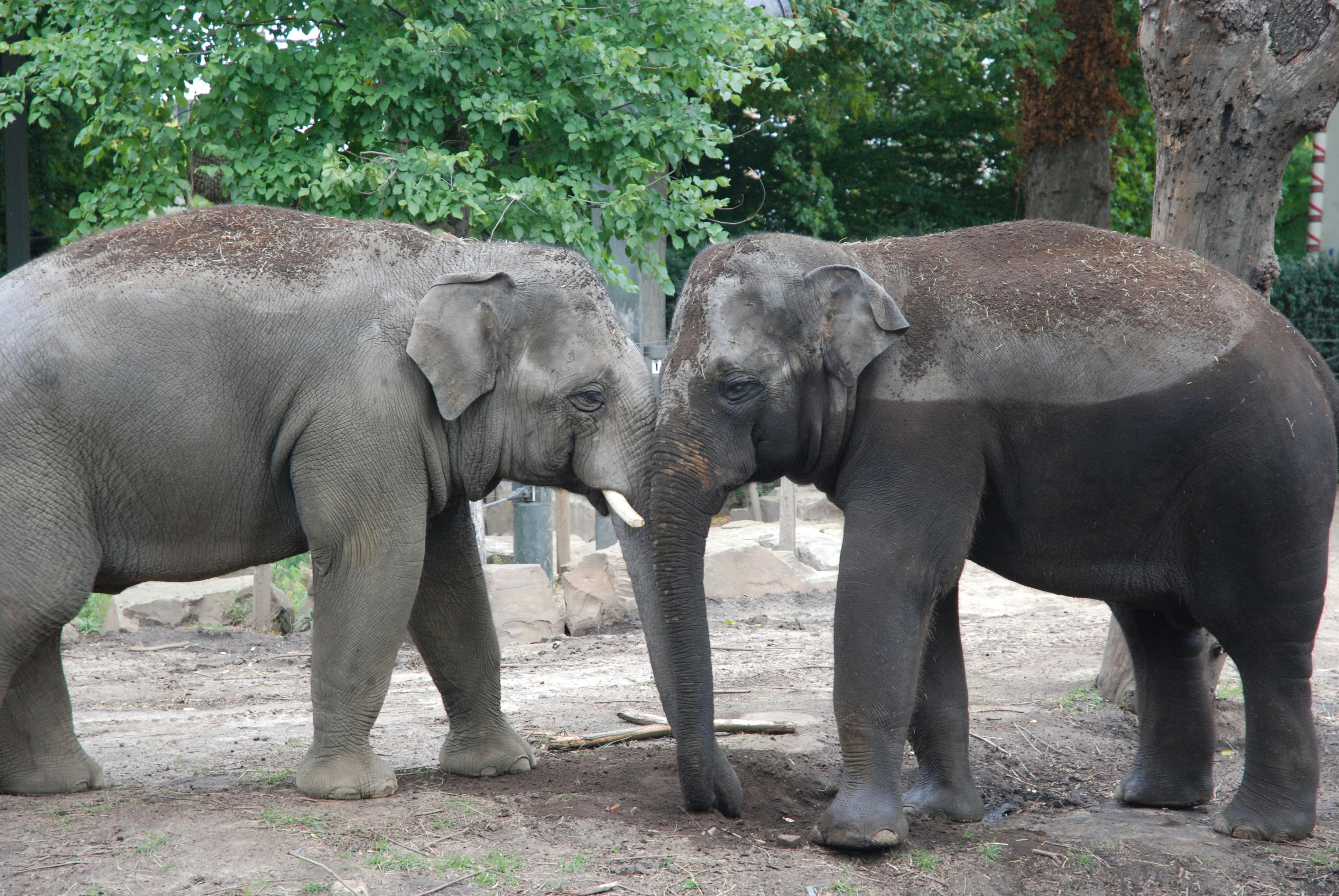 Zoo Animals Images Photos, Download The BEST Free Zoo Animals Images ...