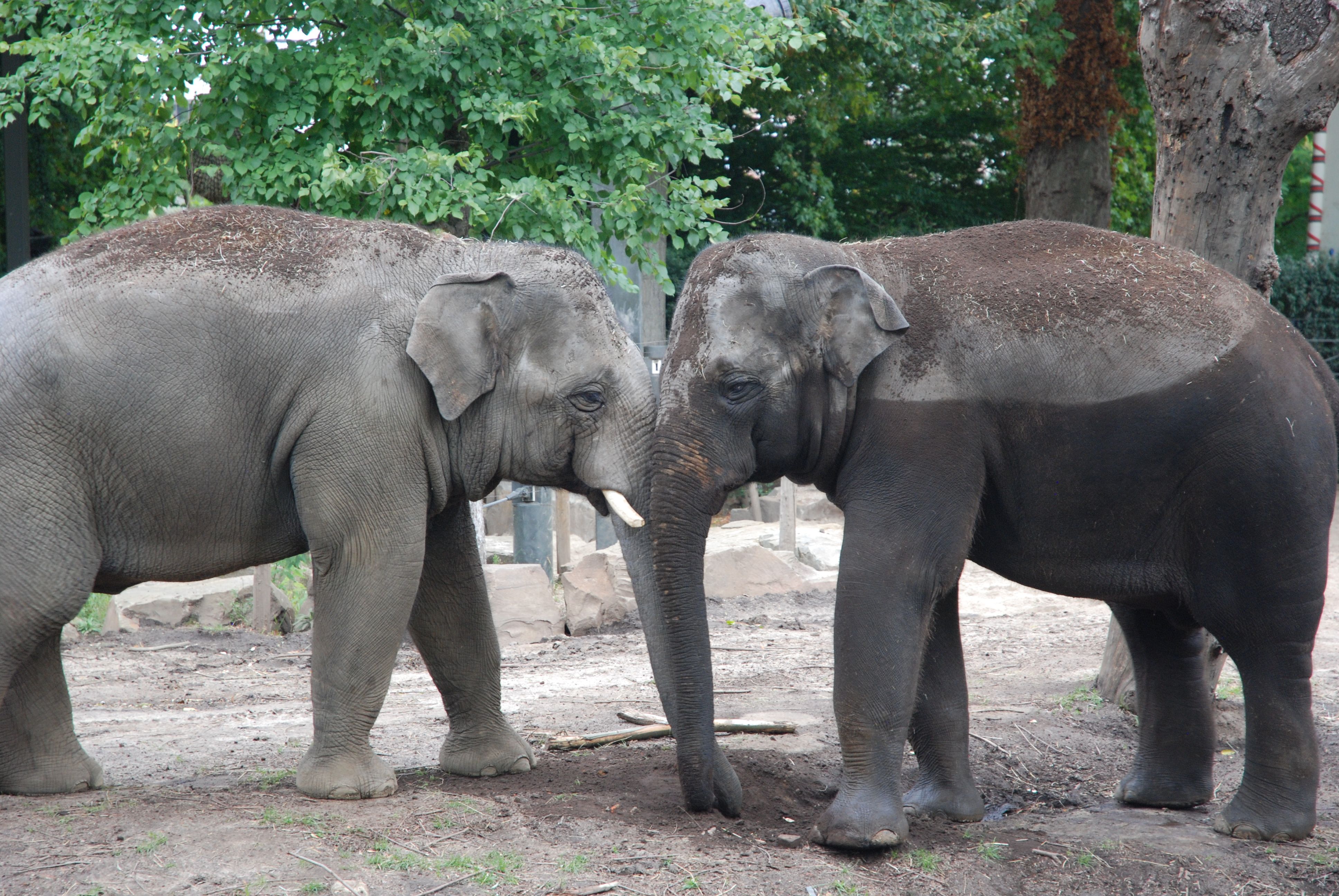 Two Asian Elephants Interacting in a Zoo · Free Stock Photo