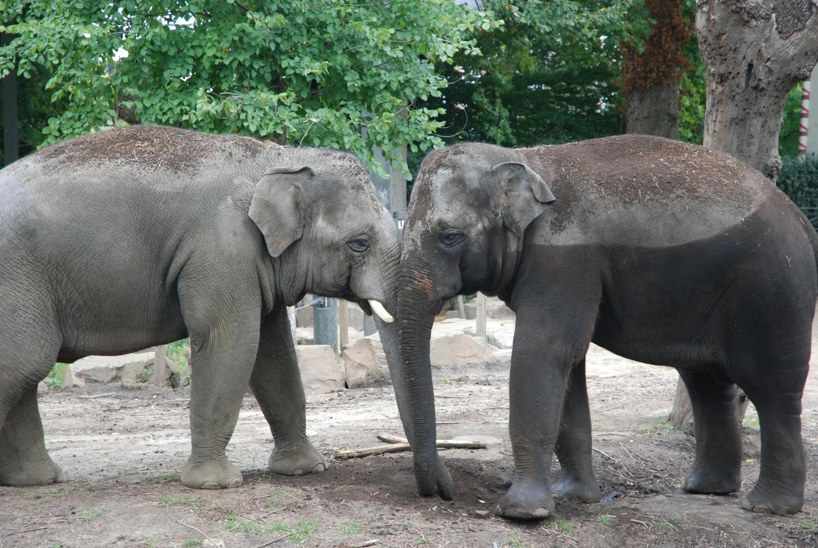 Zoo Animals Images Photos, Download The BEST Free Zoo Animals Images ...