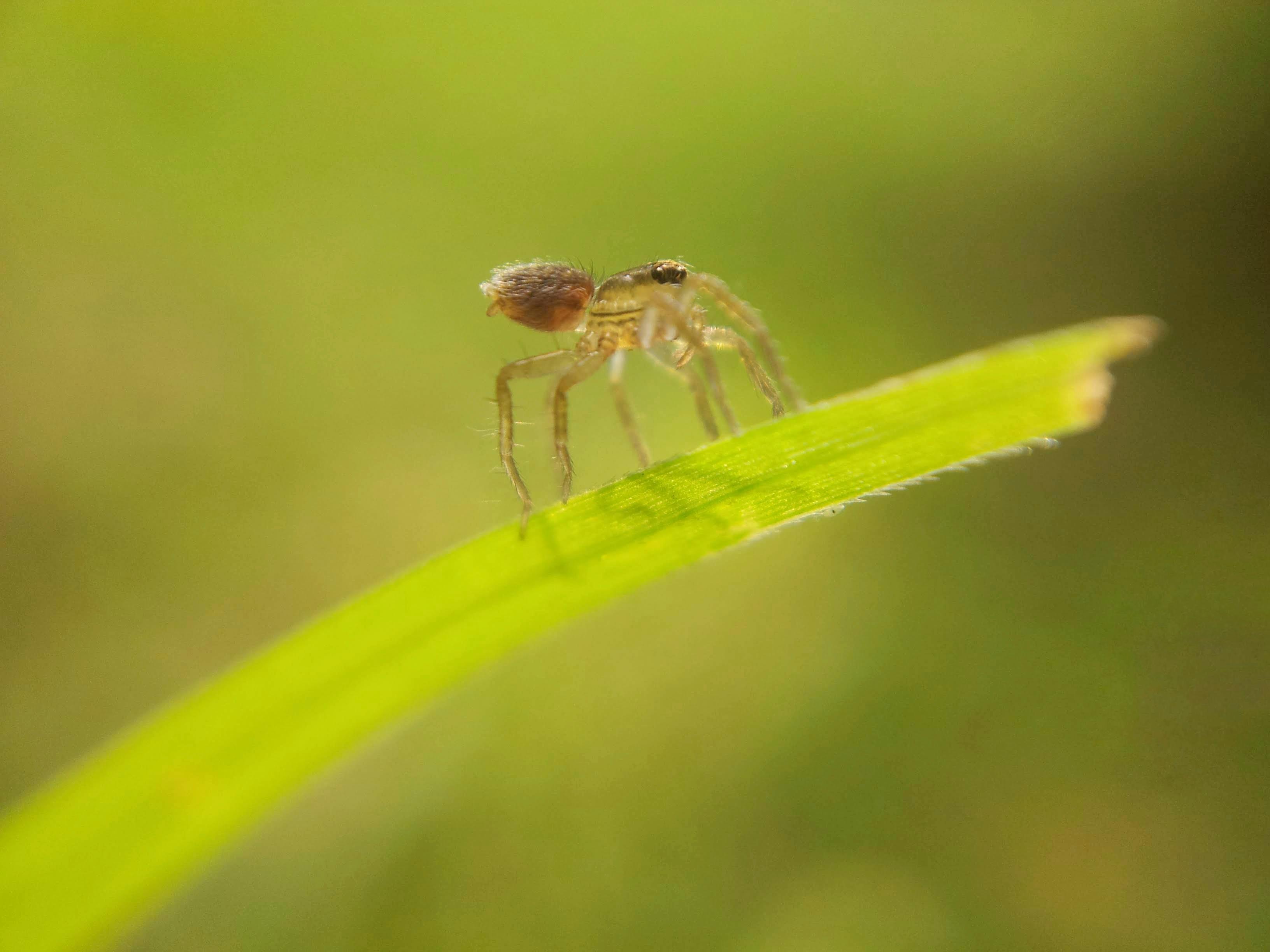 Ganesha Small Photos, Download The BEST Free Ganesha Small Stock Photos ...