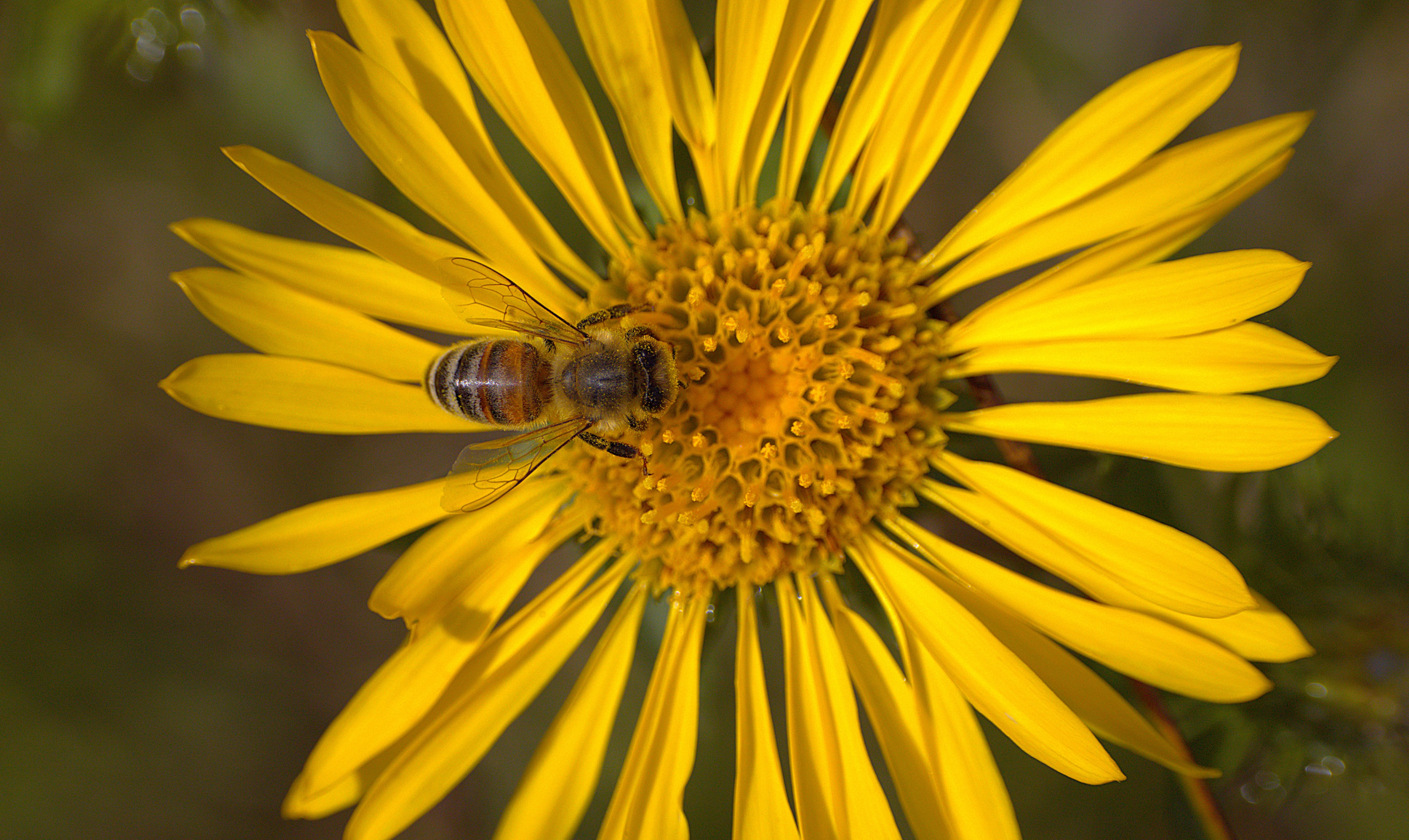 Himalayan Honey Bees Photos, Download The BEST Free Himalayan Honey ...