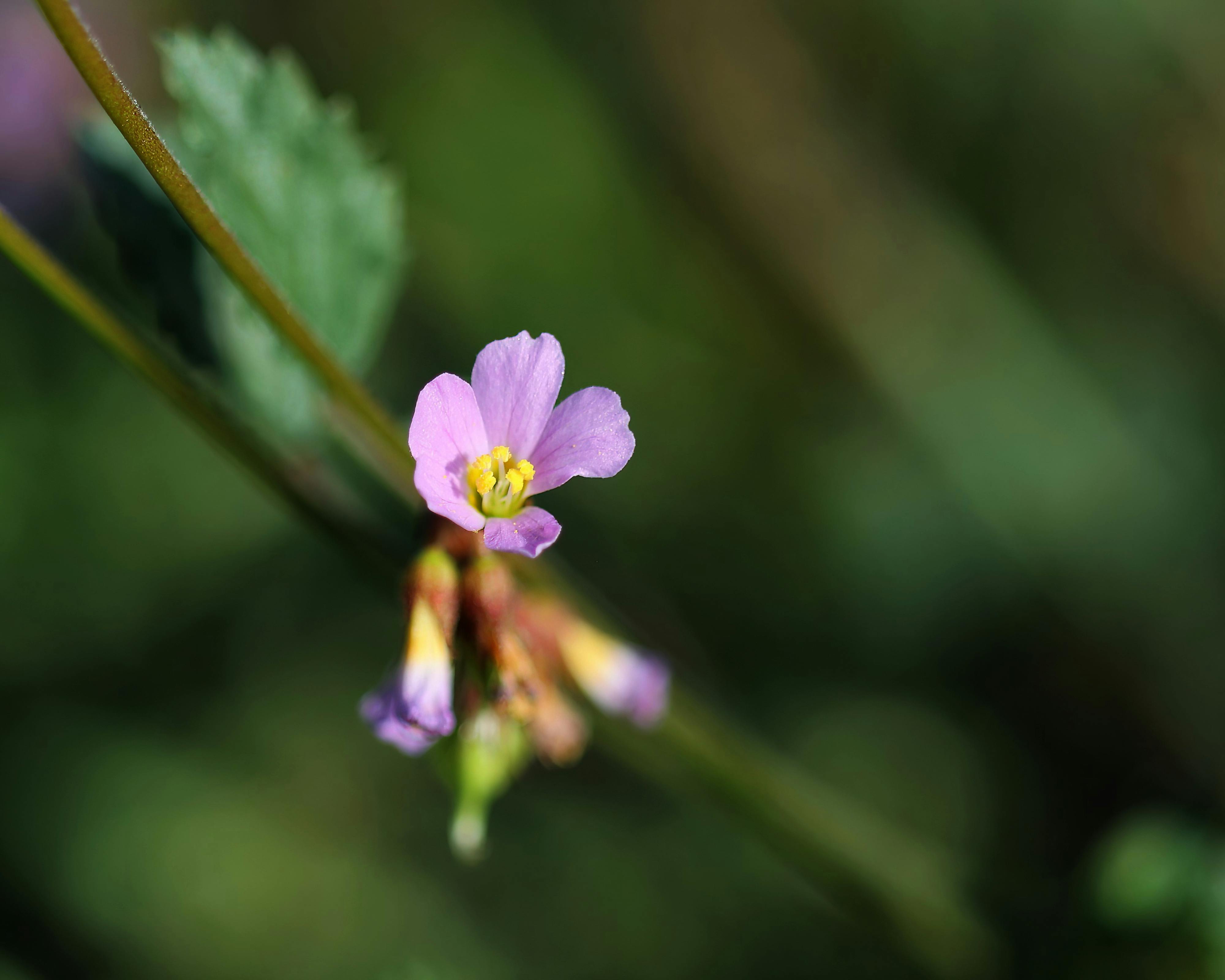 Plant With Roots Flower Stem And Leaves Photos, Download The BEST Free ...