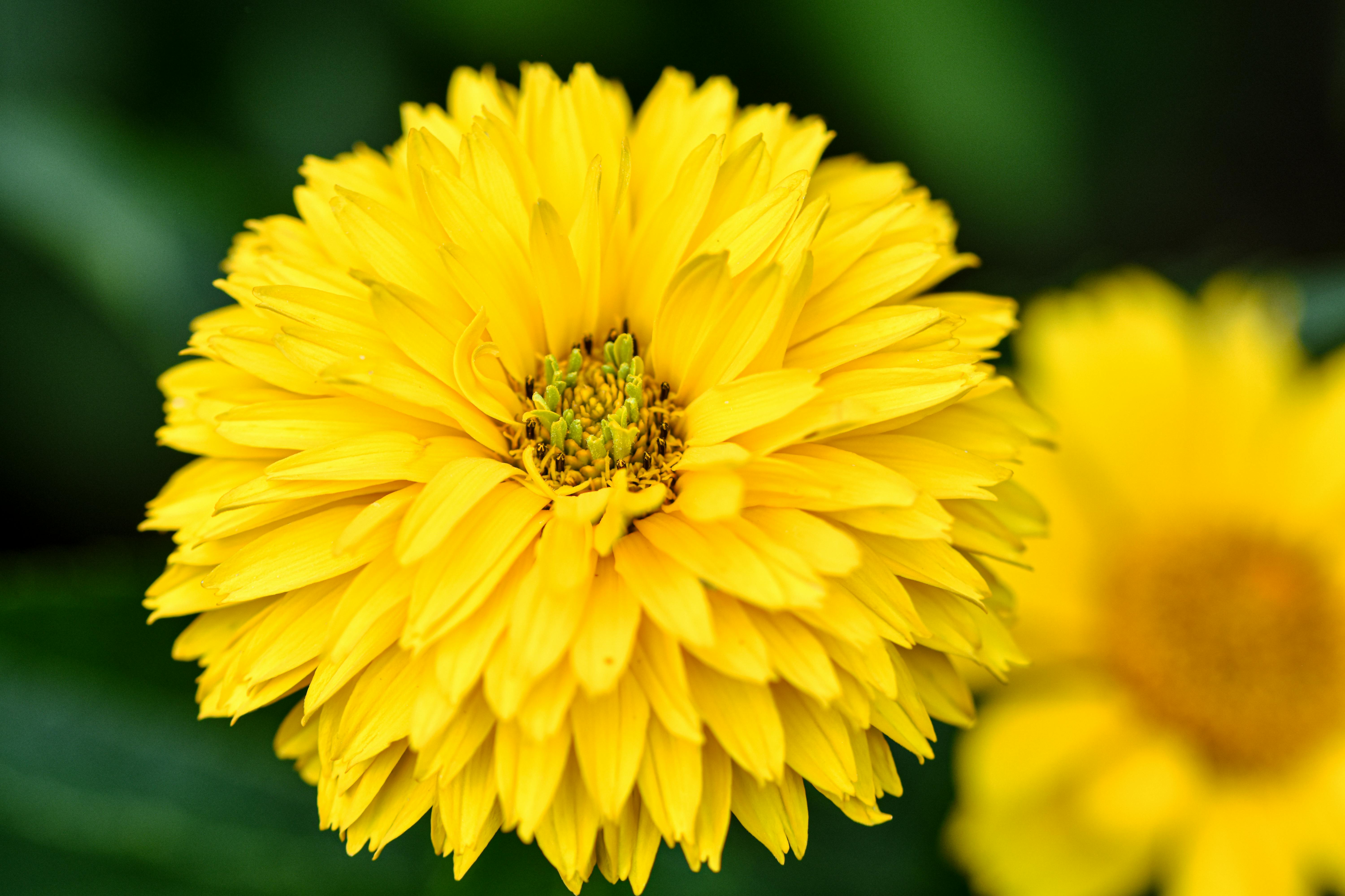 Cute+Drawings+Without+Colour Photos, Download The BEST Free Cute ...