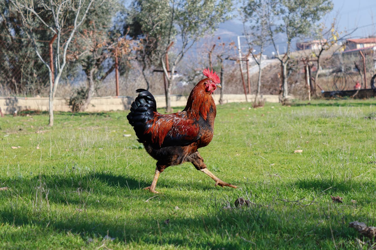 Chicken 65 Photos, Download The BEST Free Chicken 65 Stock Photos & HD ...